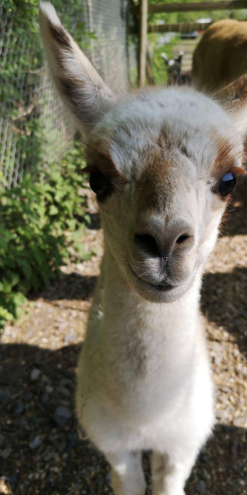 Piper says Good Morning!! Look at his ginger eyelashes | Scrolller
