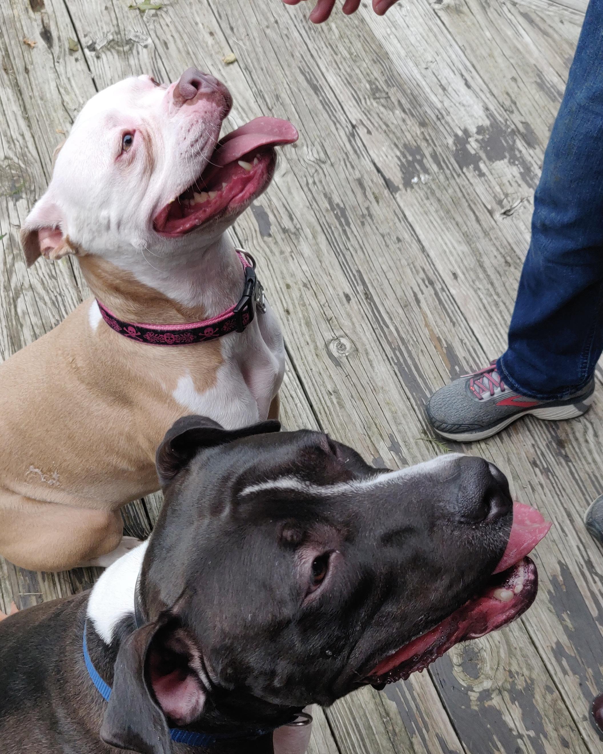 pitbull playdate | Scrolller