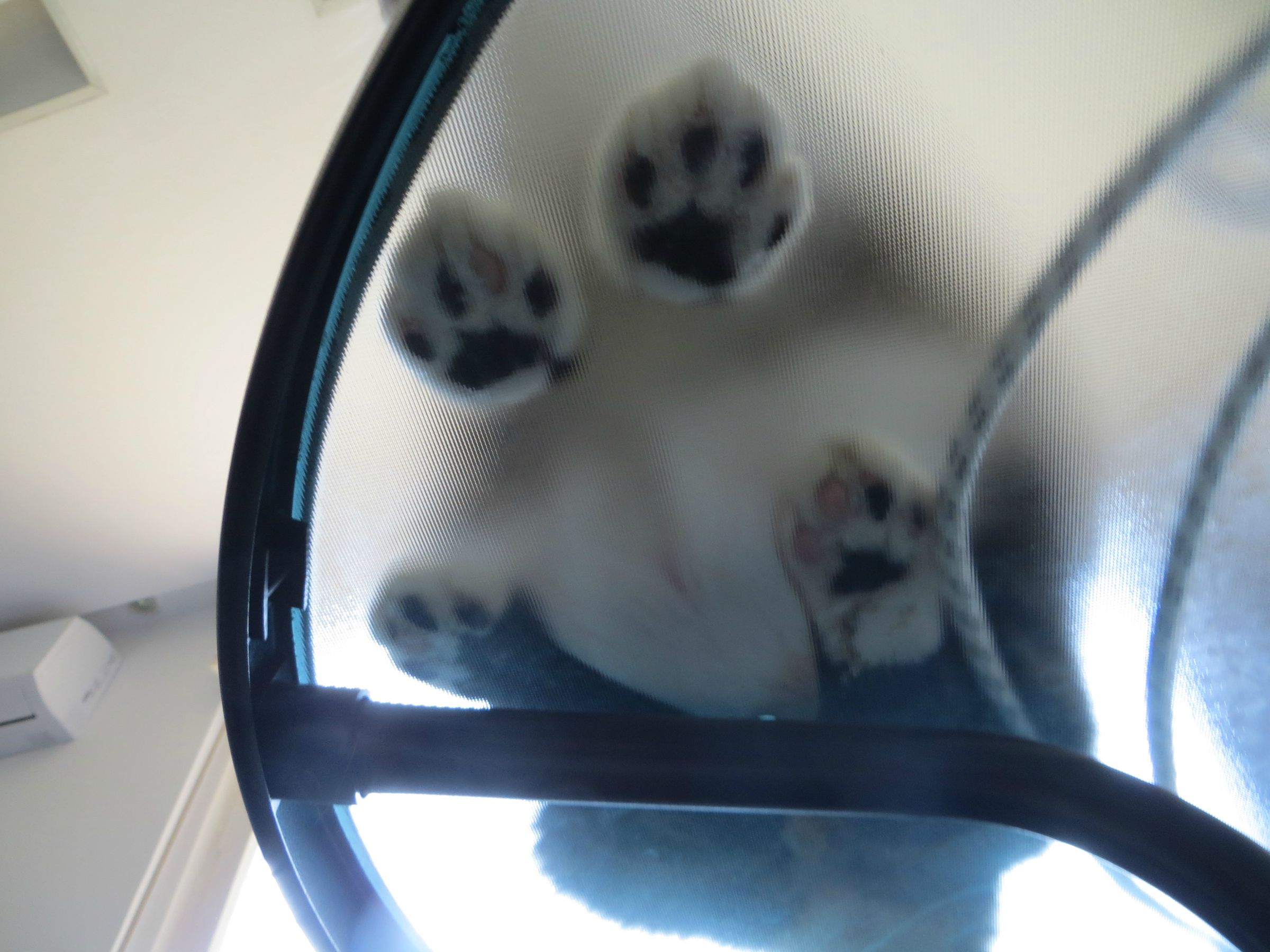 Pixel-Paws | Scrolller