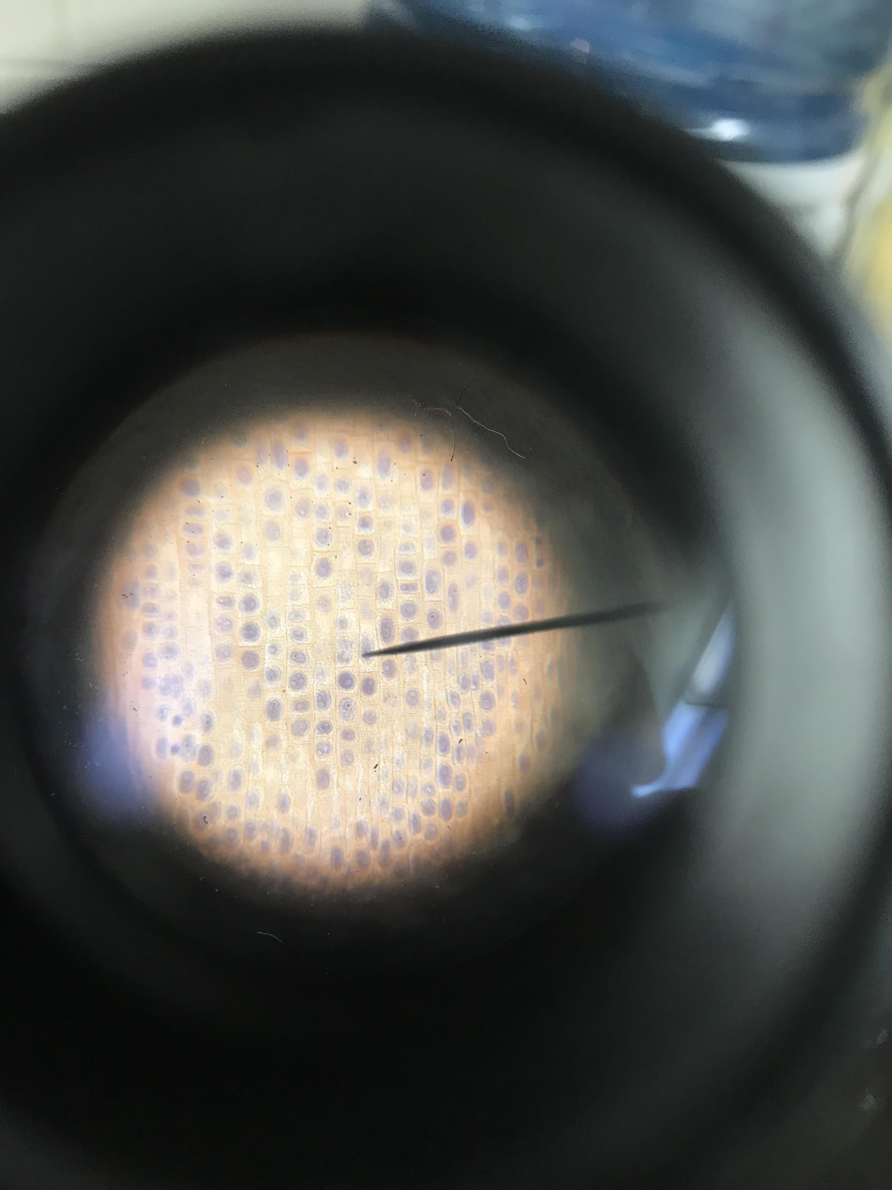 Plant cells under a microscope | Scrolller