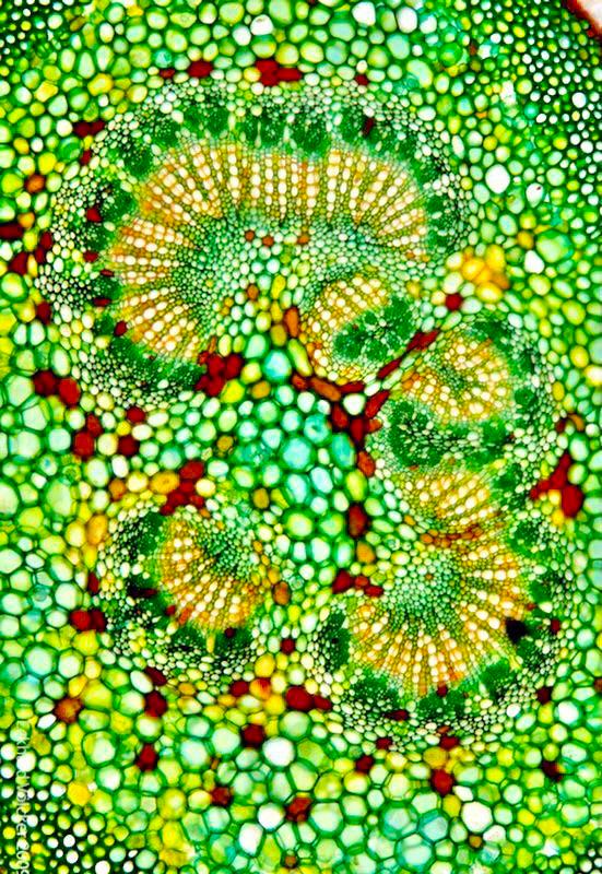 🔥 Plant cells under microscope. | Scrolller