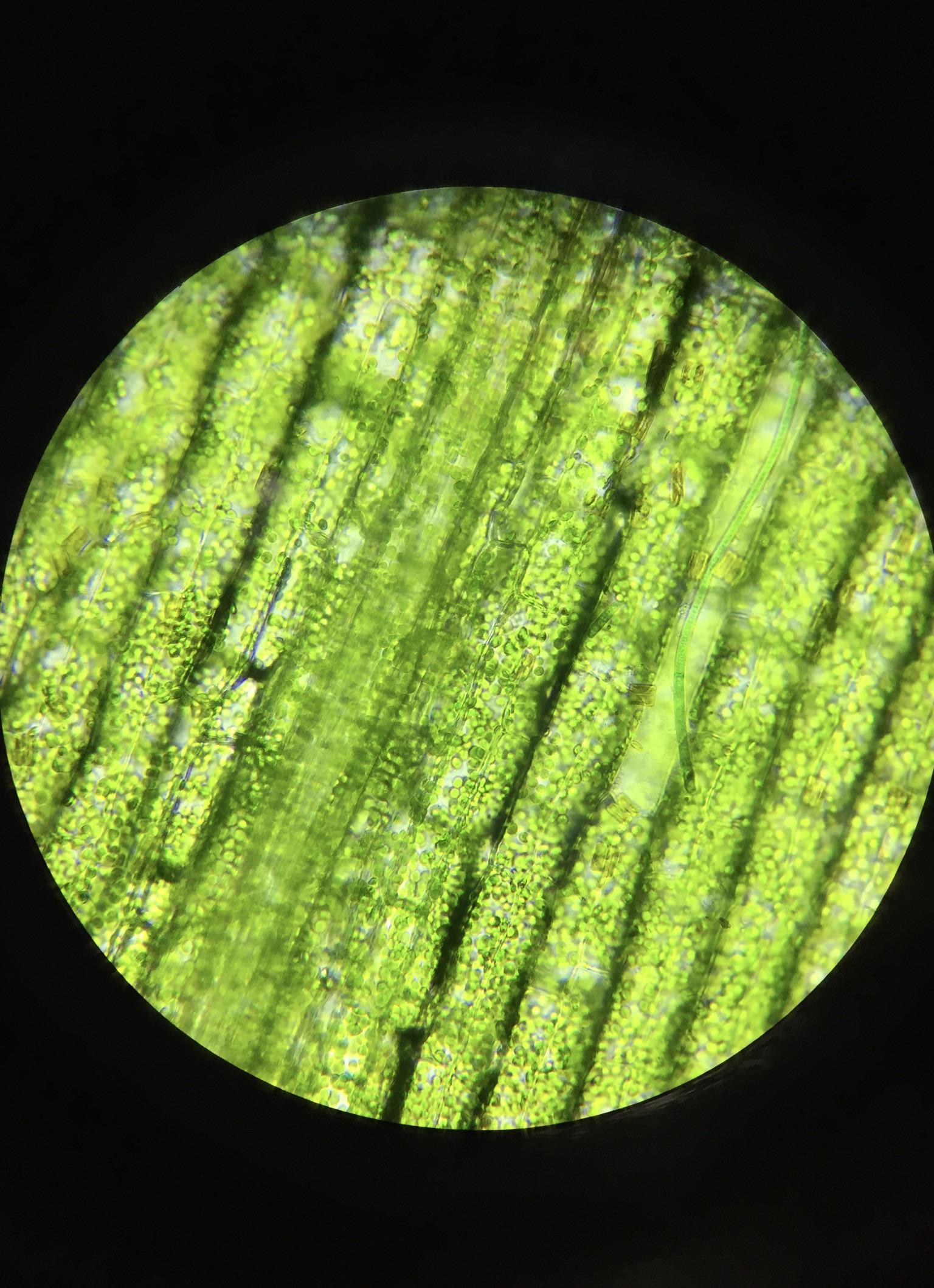 Plant cells under the microscope | Scrolller