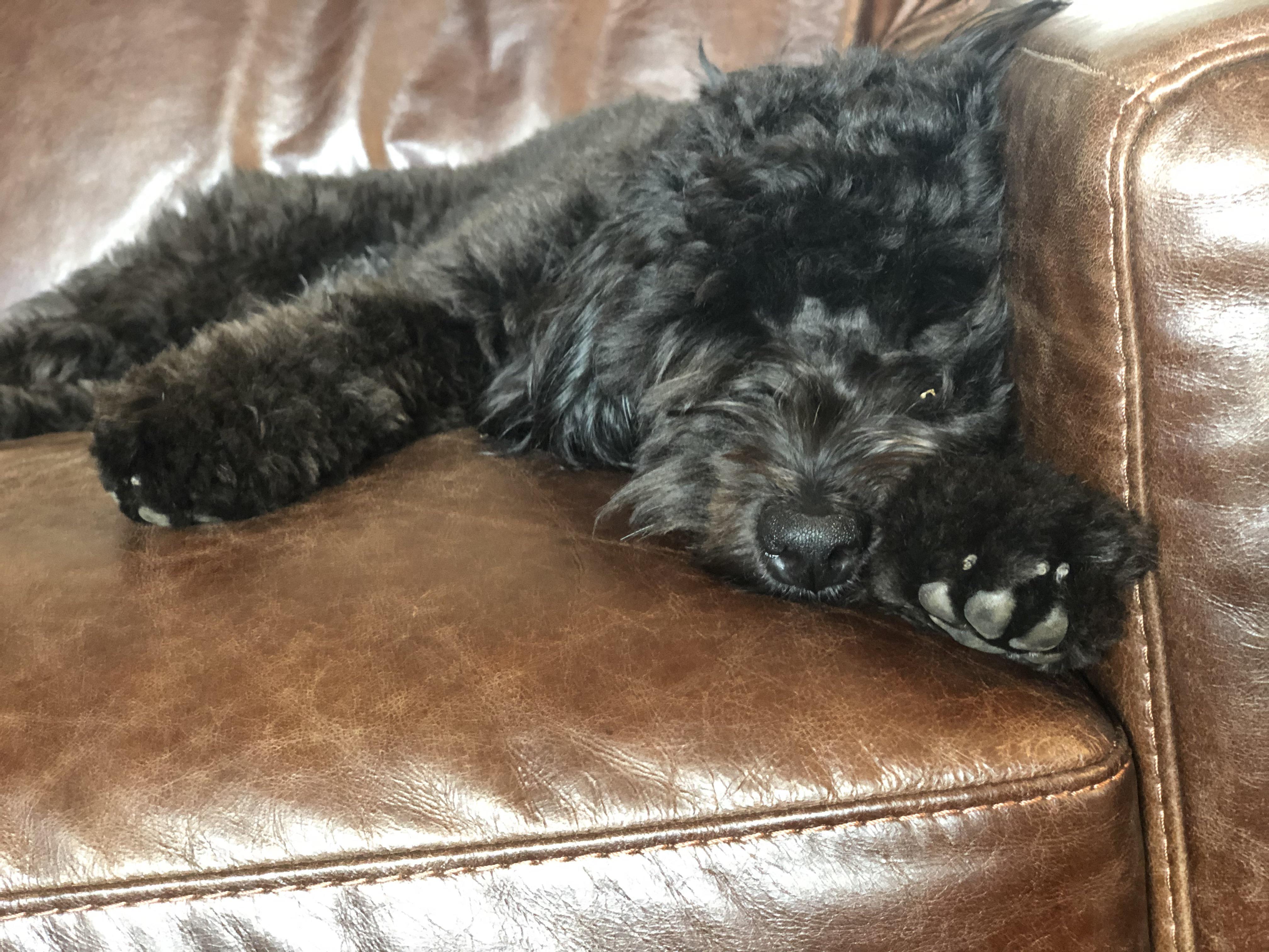 Play in the mud, get a bath, have a super happy nap time repeat | Scrolller