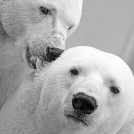 Polarbear | Pictures and Videos | Scrolller