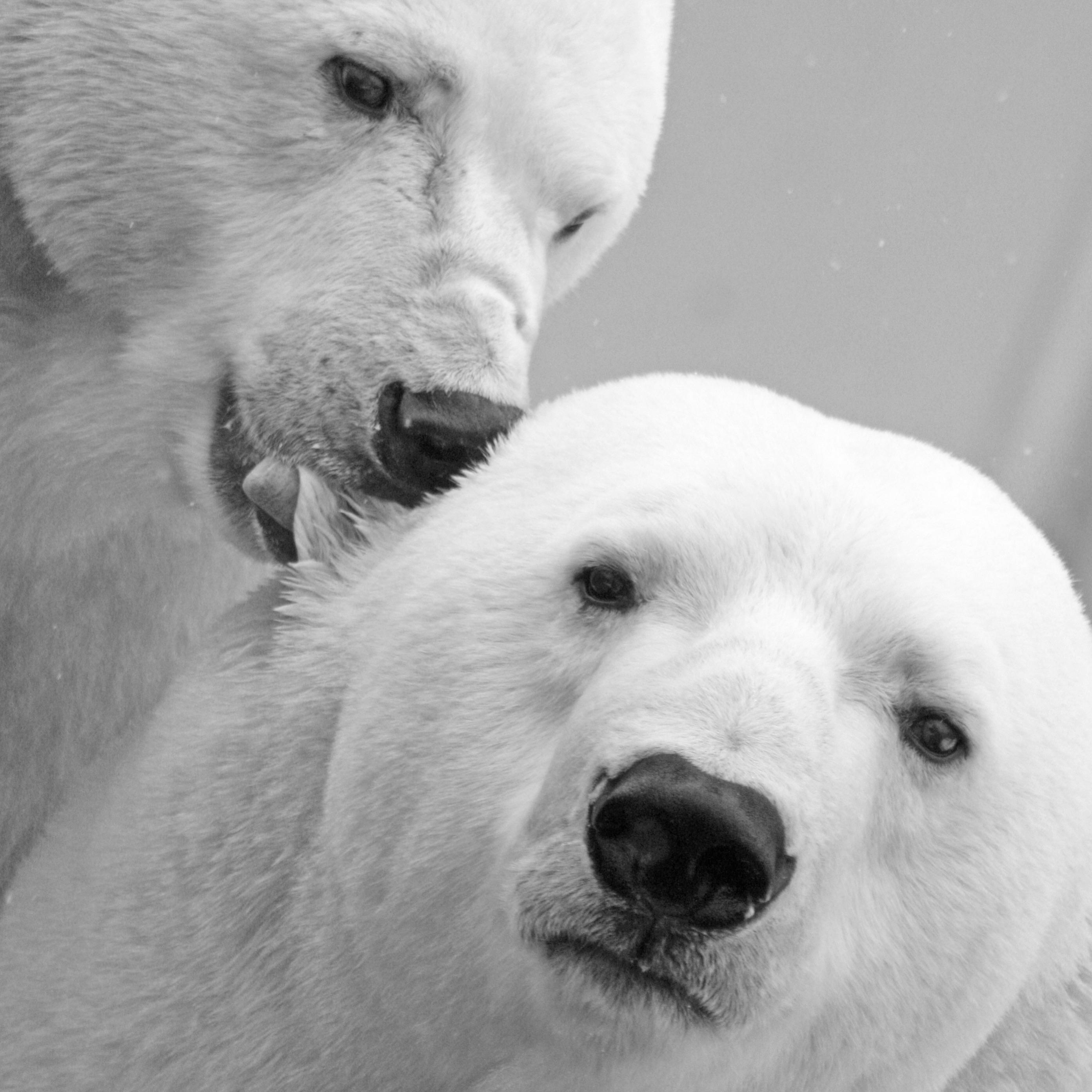Playful Polar Bears | Scrolller