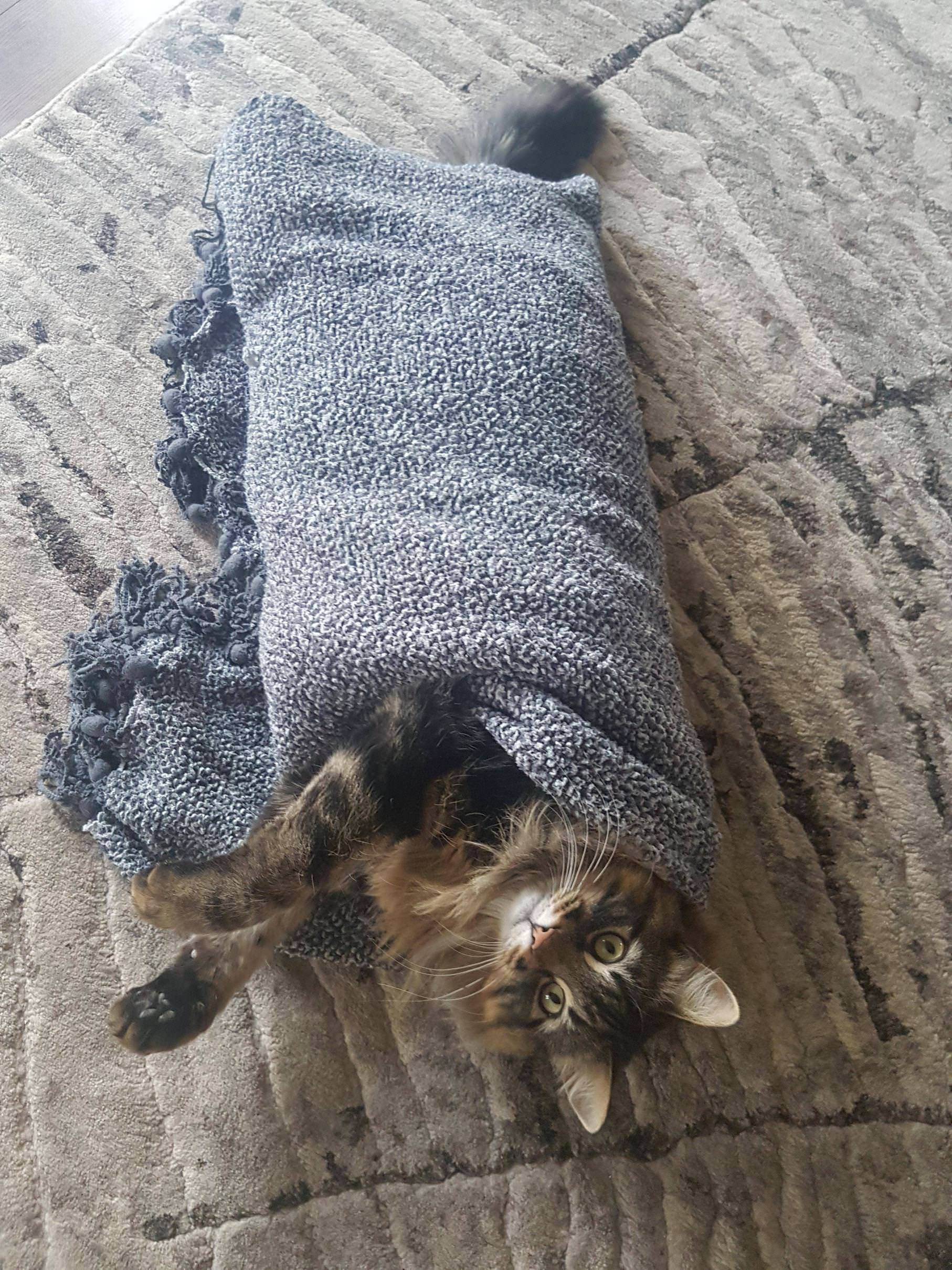 Playful purrito | Scrolller