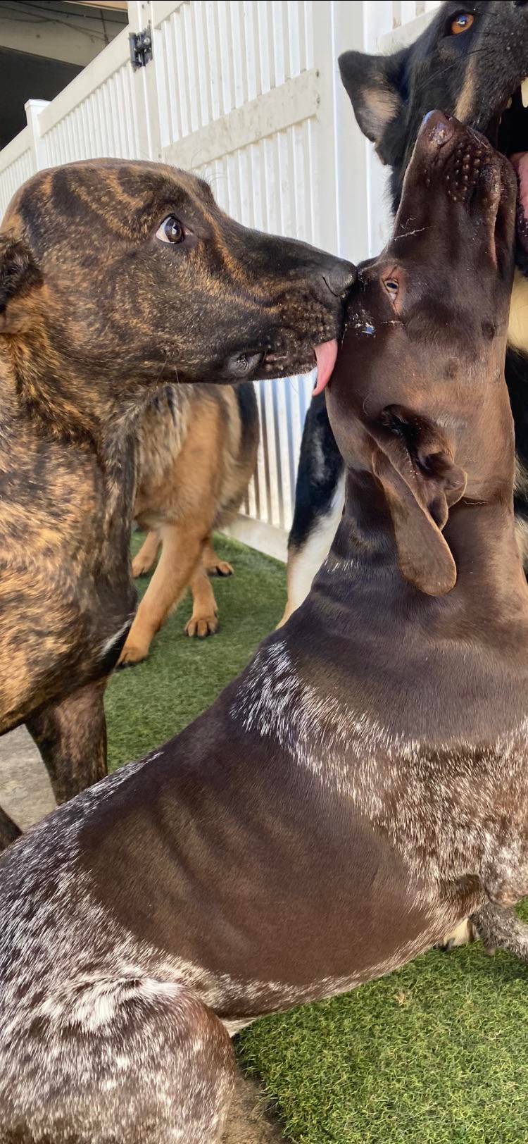 Playtime malfunction enable lick_protocol_ | Scrolller