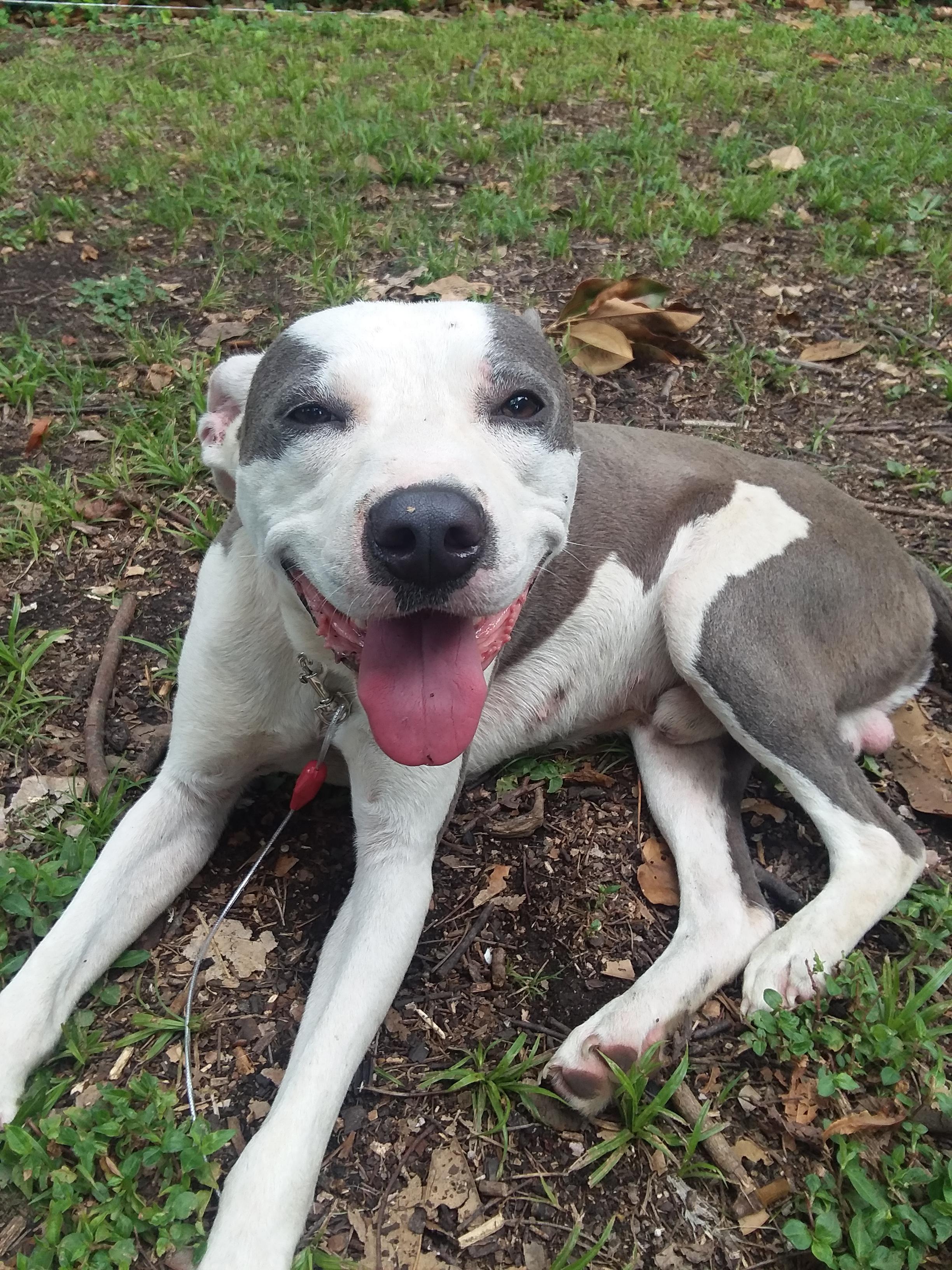 Please Adopt Me | Scrolller