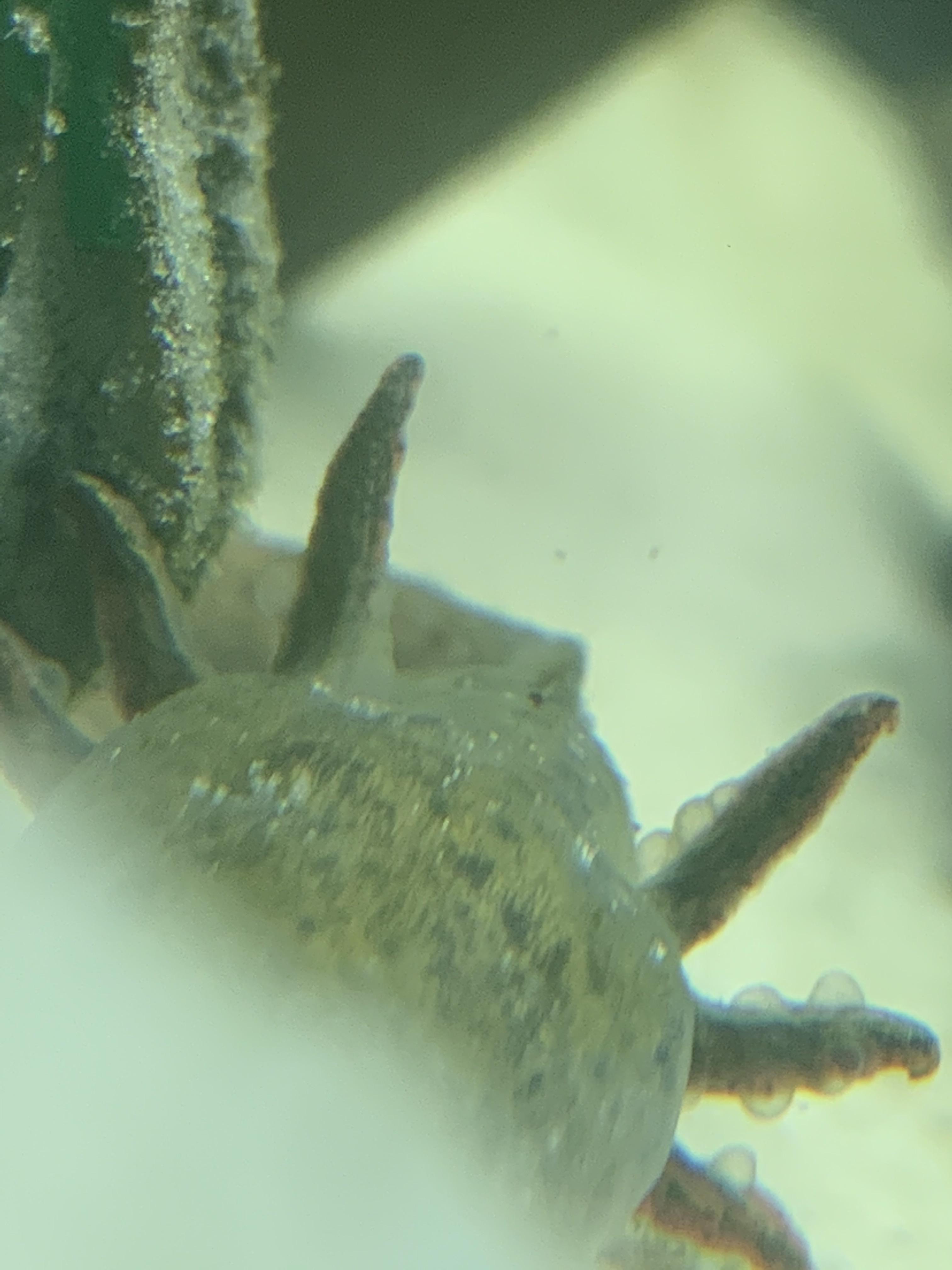 Please Can Someone Help Scrolller