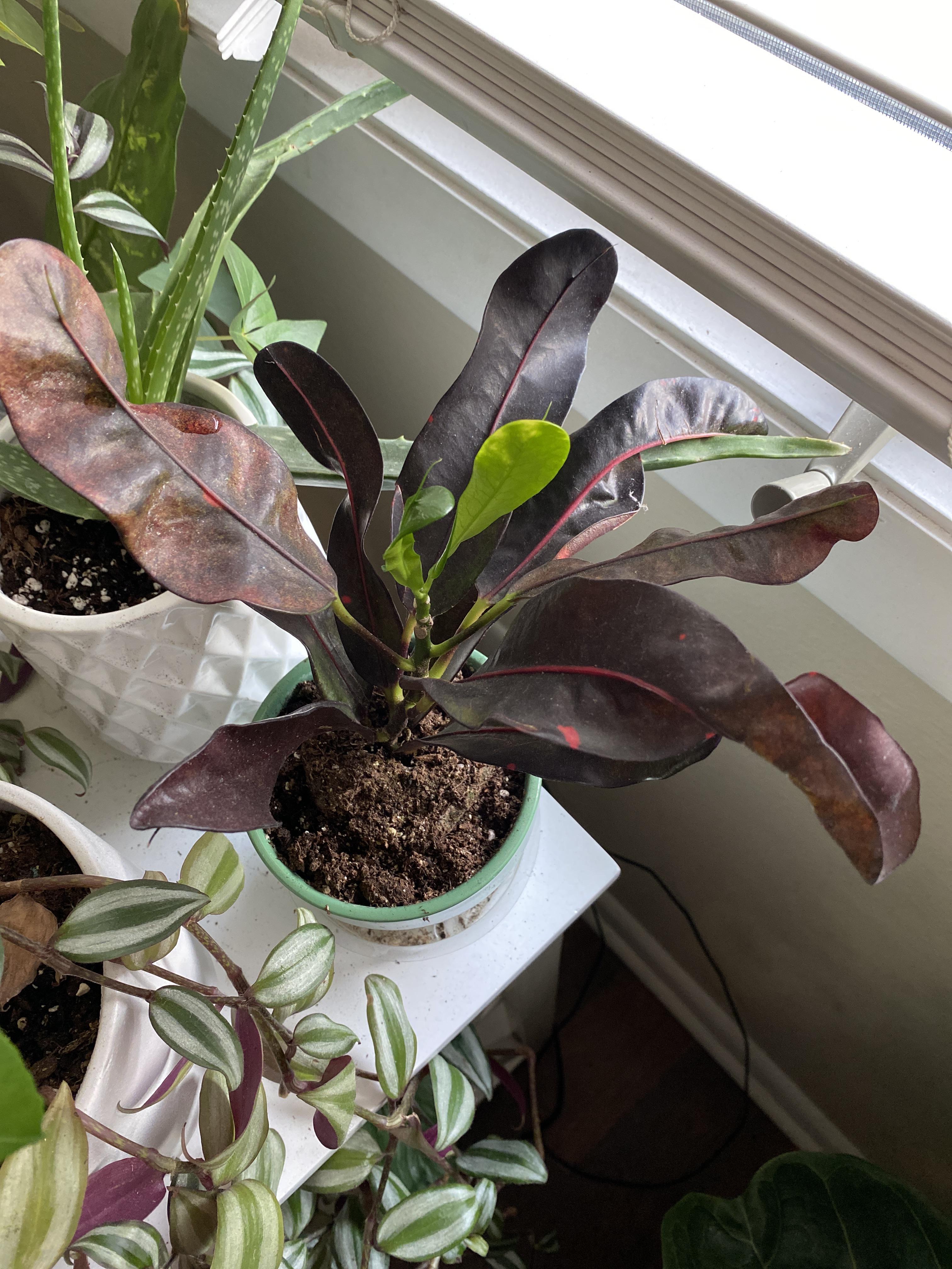 Please help identify!! | Scrolller