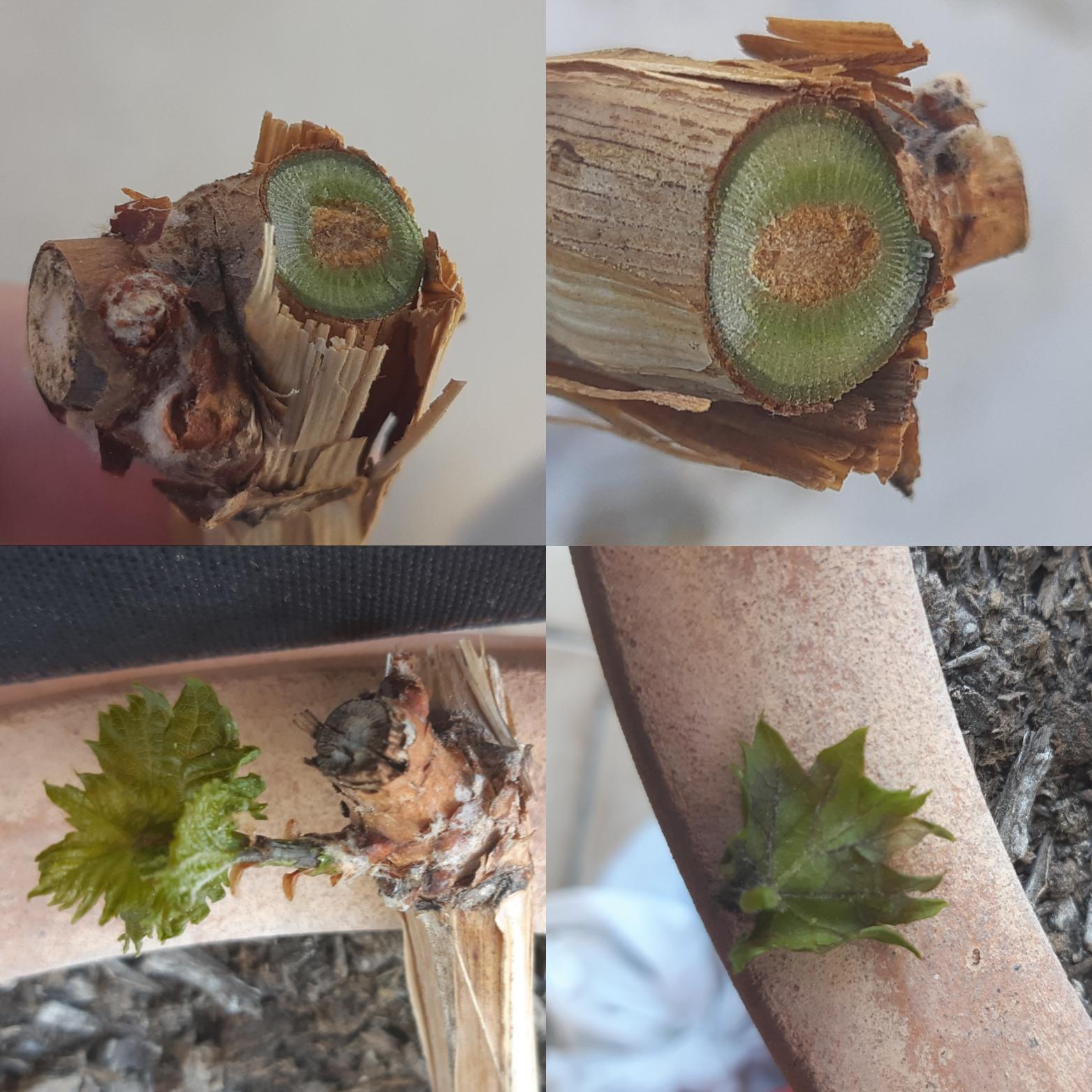 Please Help Is This Trunk Disease Scrolller