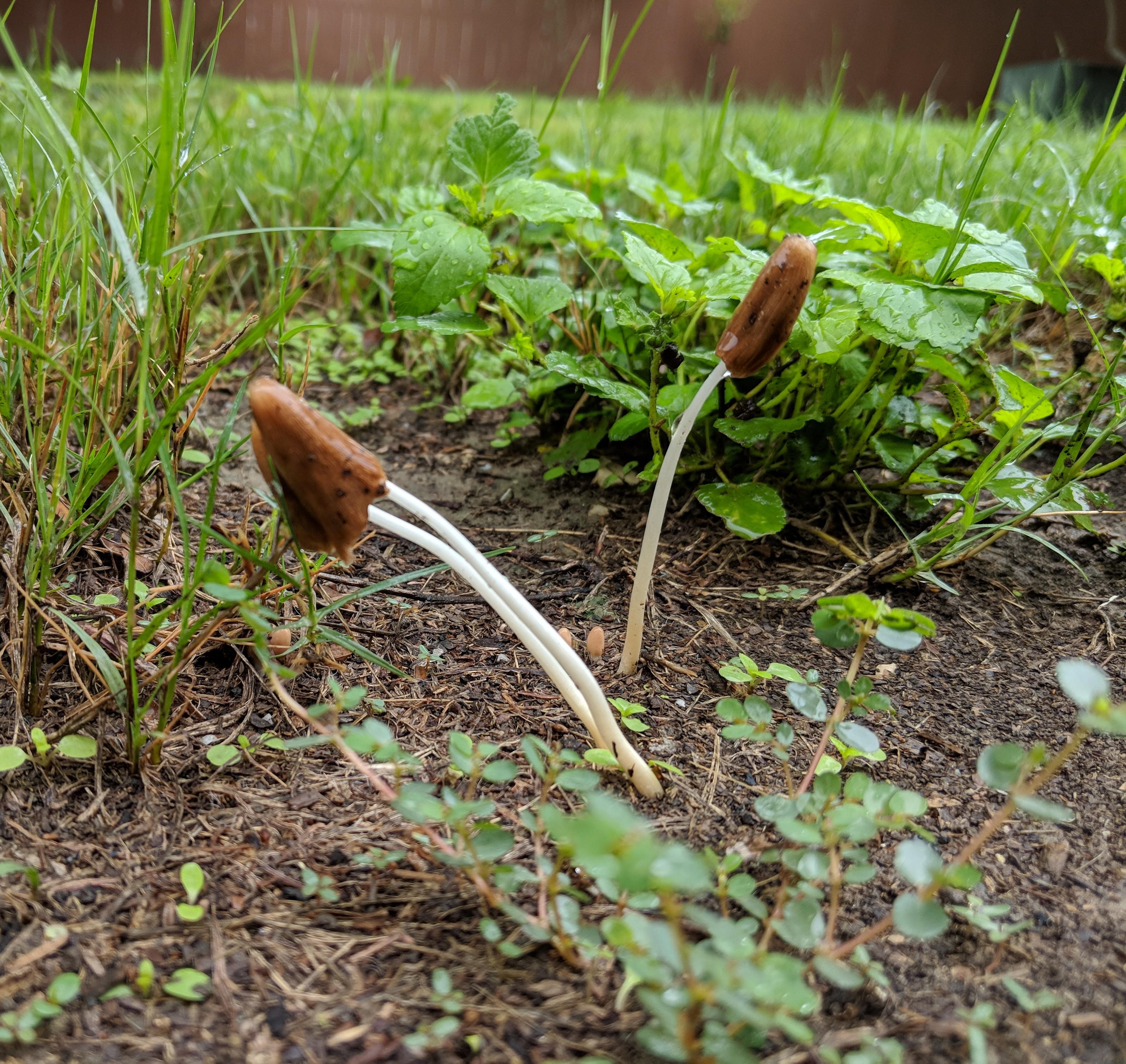 Please help me identify these little guys. We've had steady rain in ... Please help me identify these little guys. We've had steady rain in ...