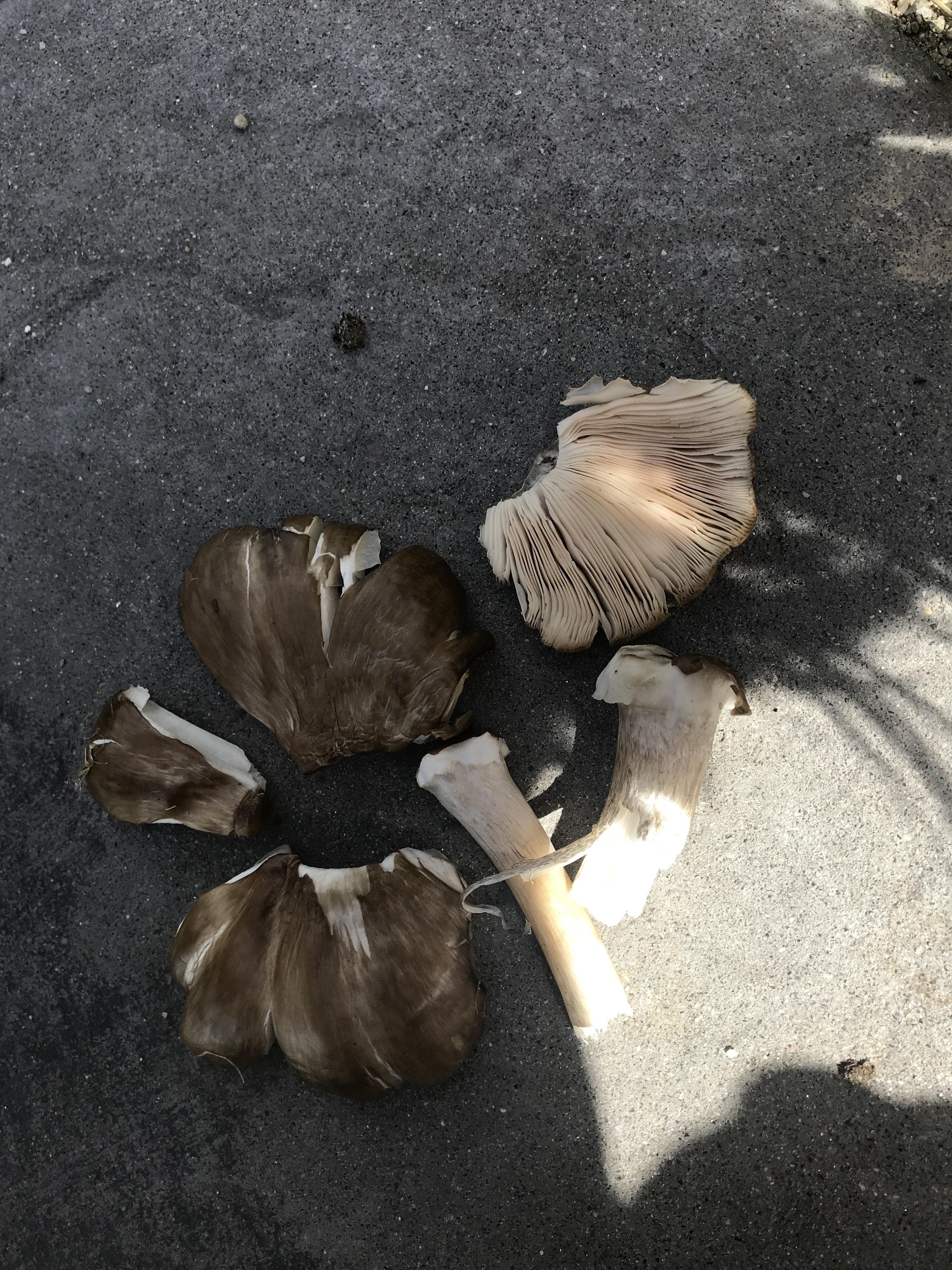 Please identify | Scrolller