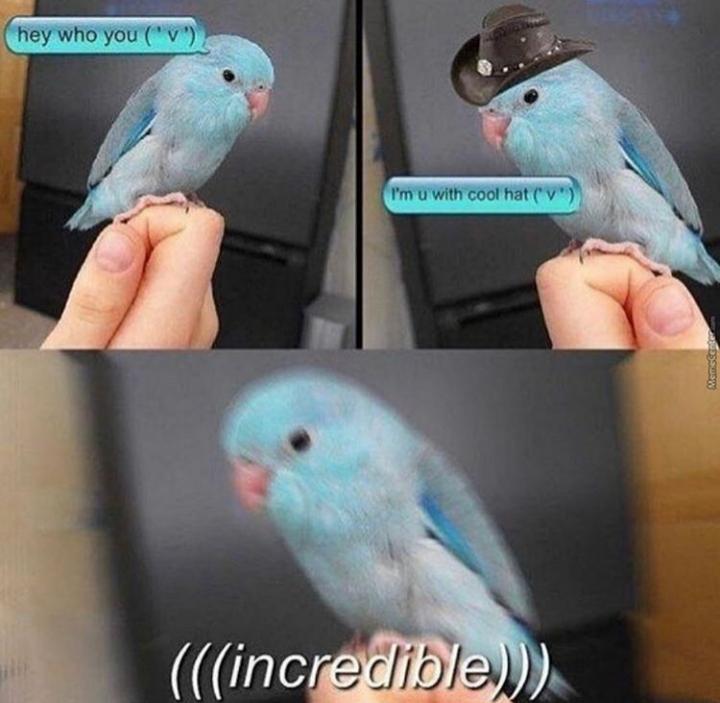 Please Upvote | Scrolller