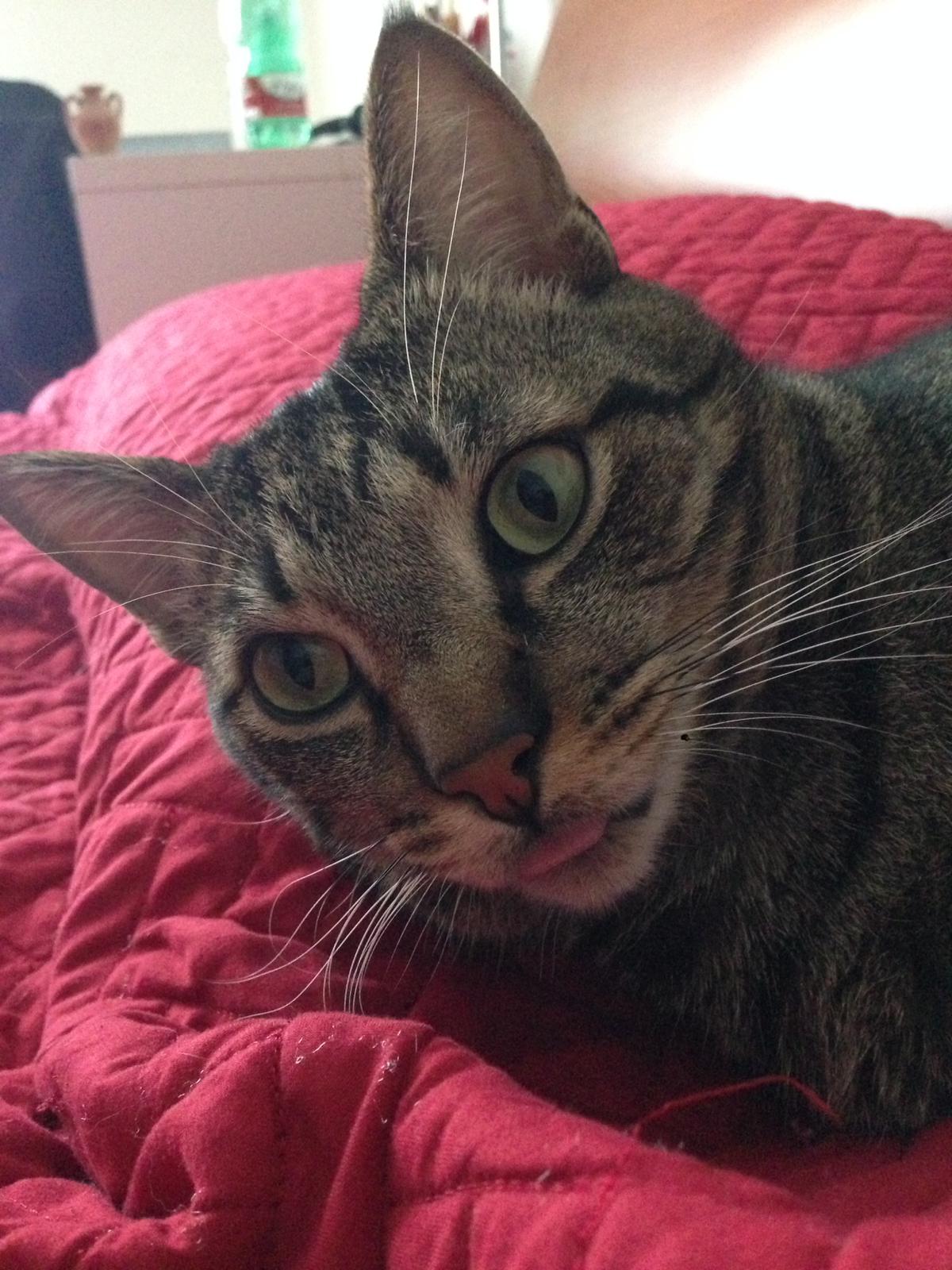 Please upvote the cat of my friend. She doesn't know reddit, and I want ...