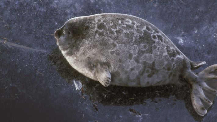 PLUMP CHONK | Scrolller