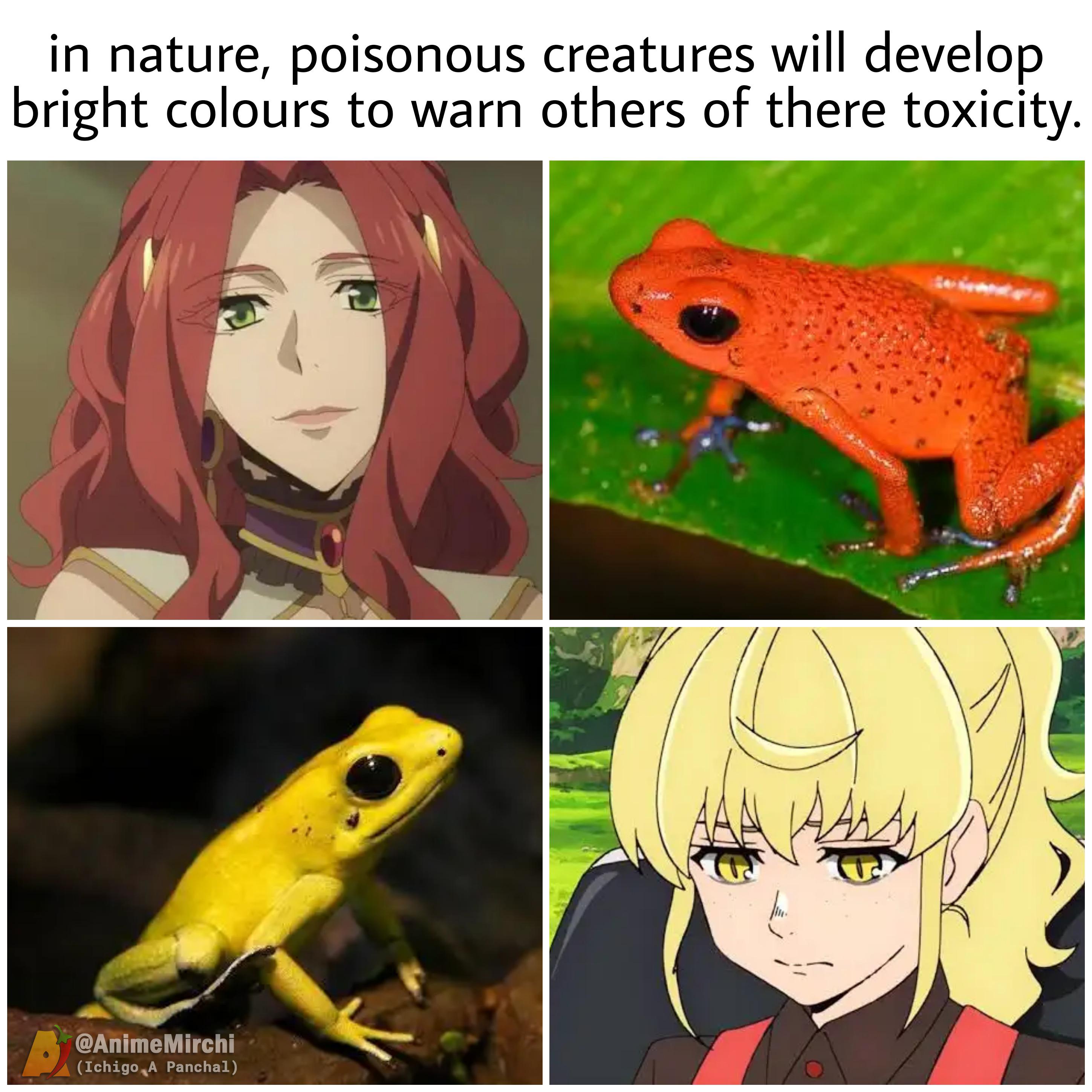 Poisonous frogs | Scrolller