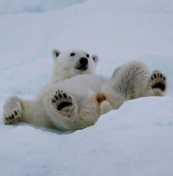 Polar bear chillin | Scrolller