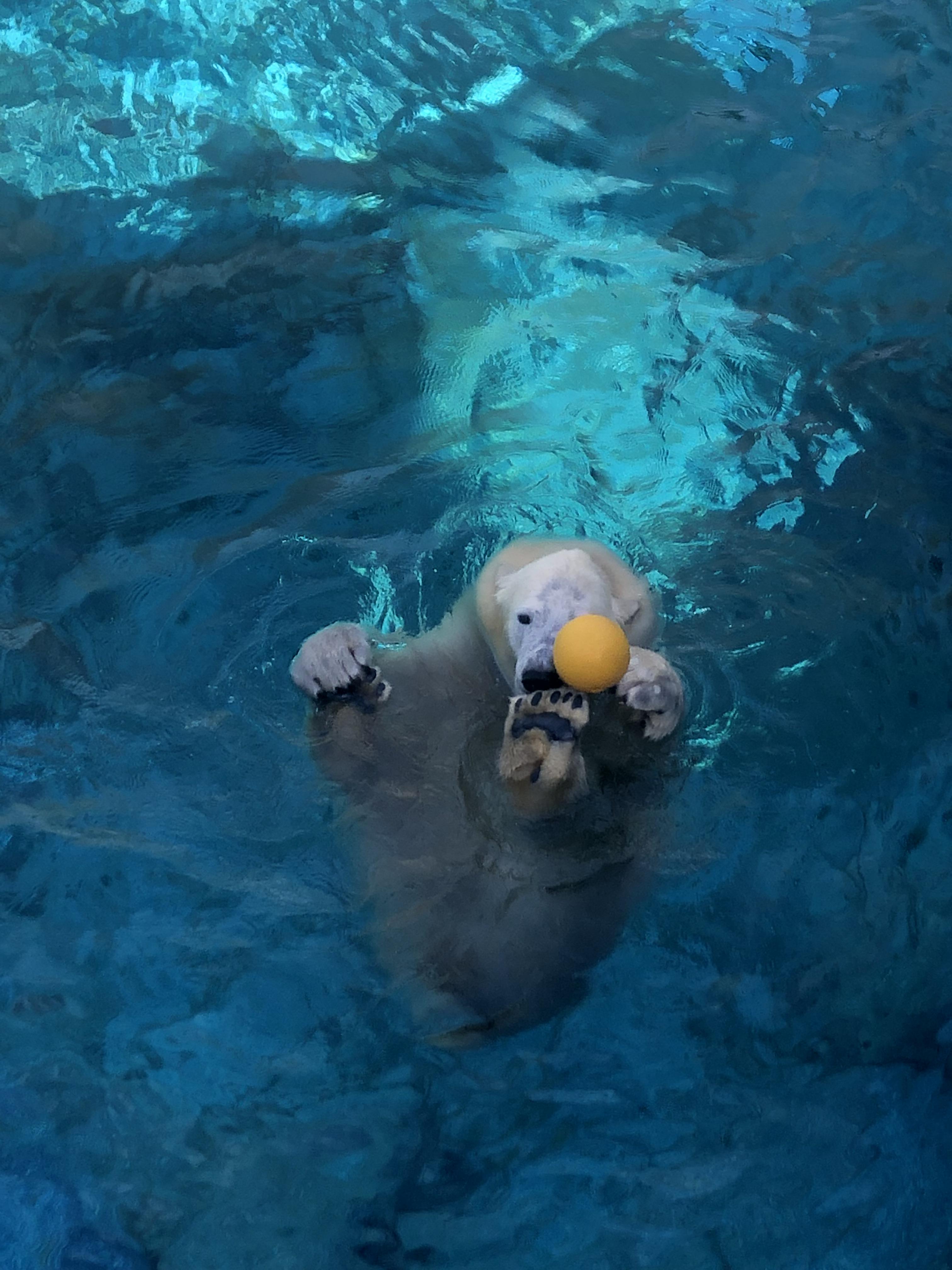 Polar Bear in SeaWorld Australia playing with a ball | Scrolller