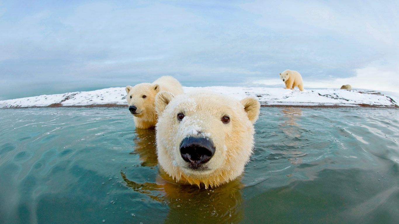 Polar Bears! [1366x768] | Scrolller