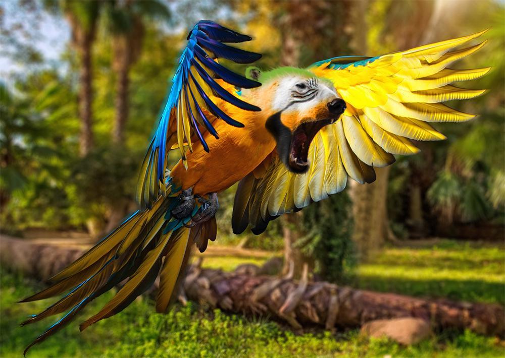 Polar Macaw | Scrolller