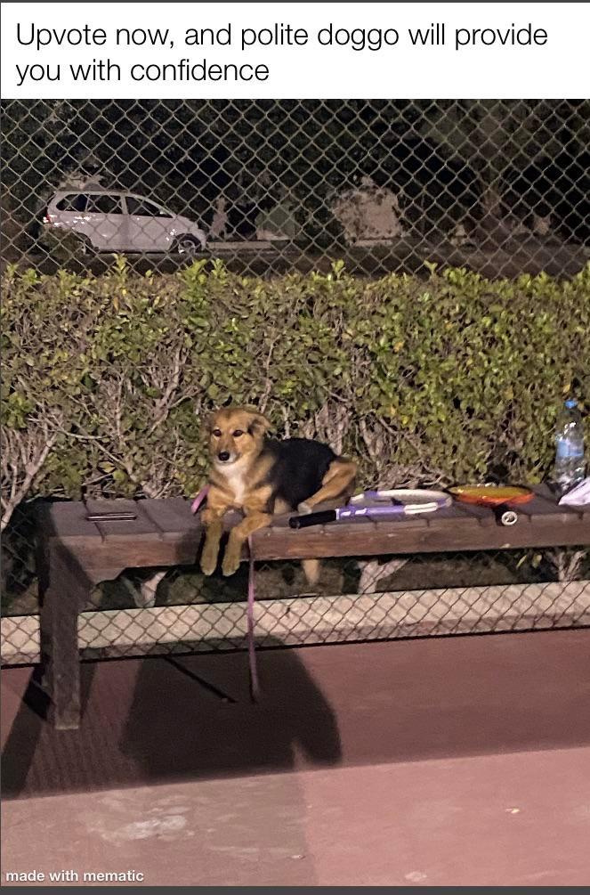 Polite doggo is very polite | Scrolller