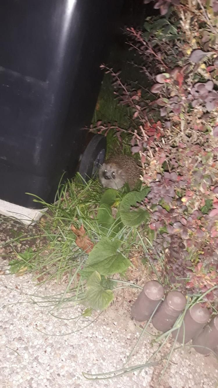 Polite Hedgehog | Scrolller