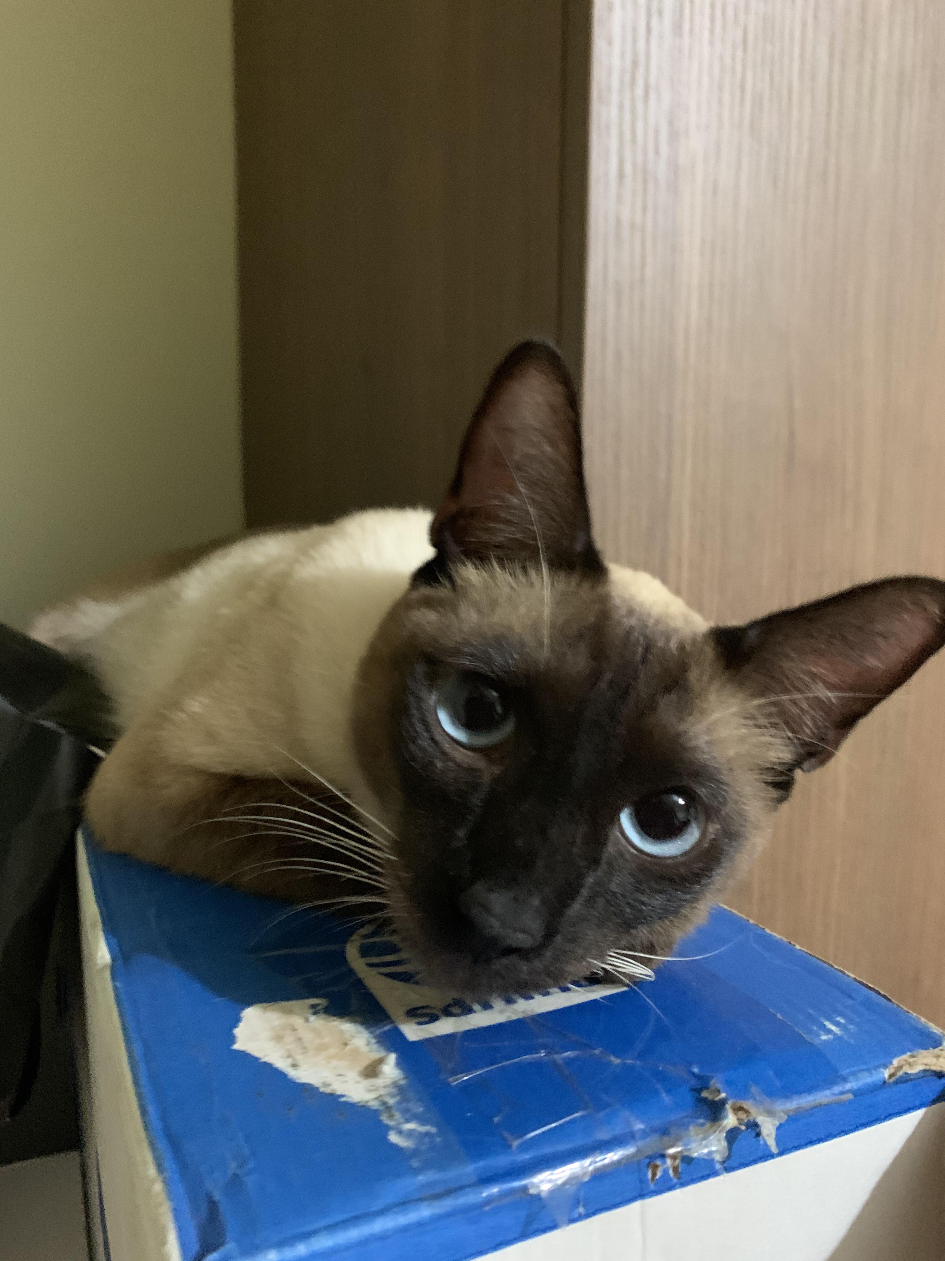 Politely asking pets | Scrolller