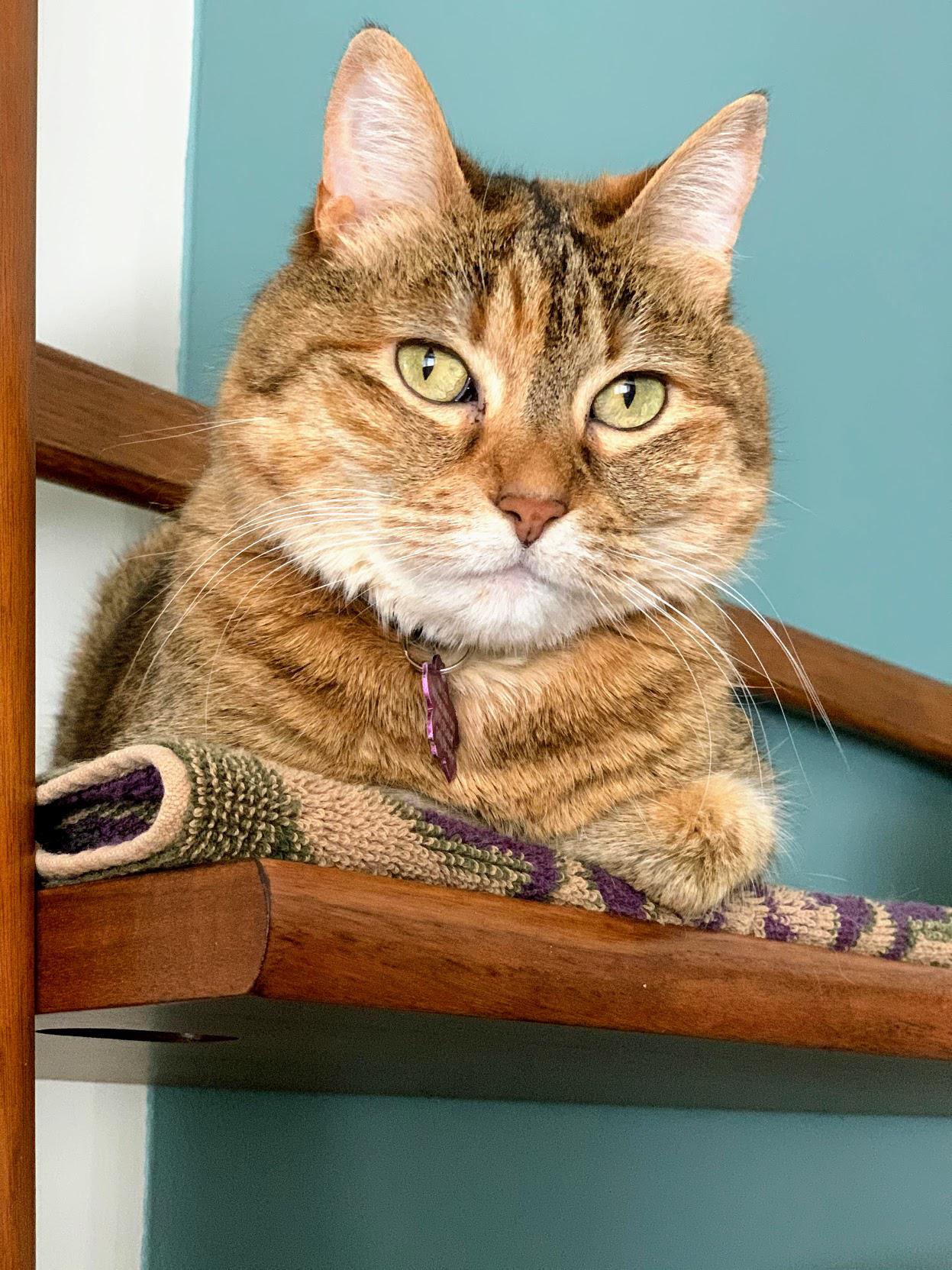 Politely waiting for nose boops | Scrolller