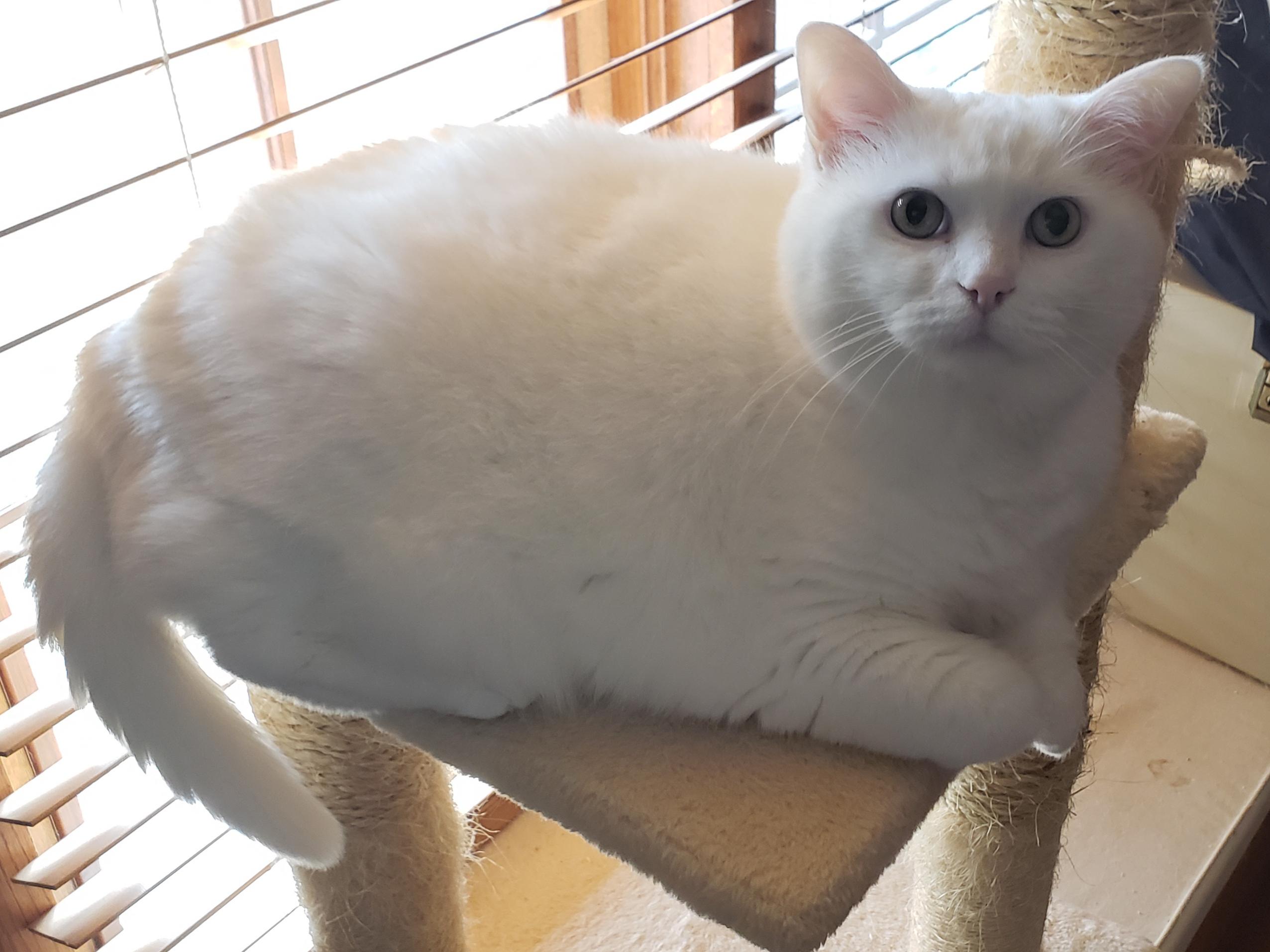 Polly Ptuesday Scrolller