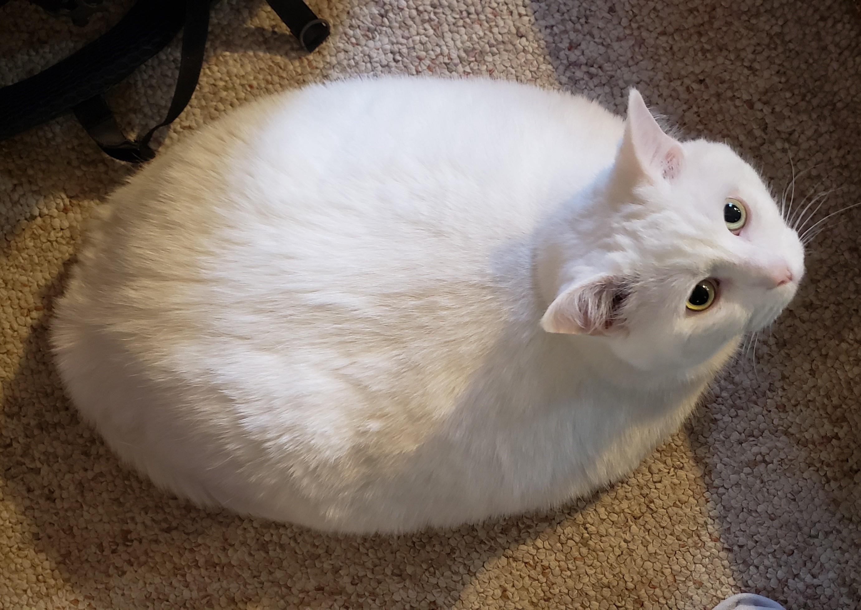 Polly Ptuesday Scrolller