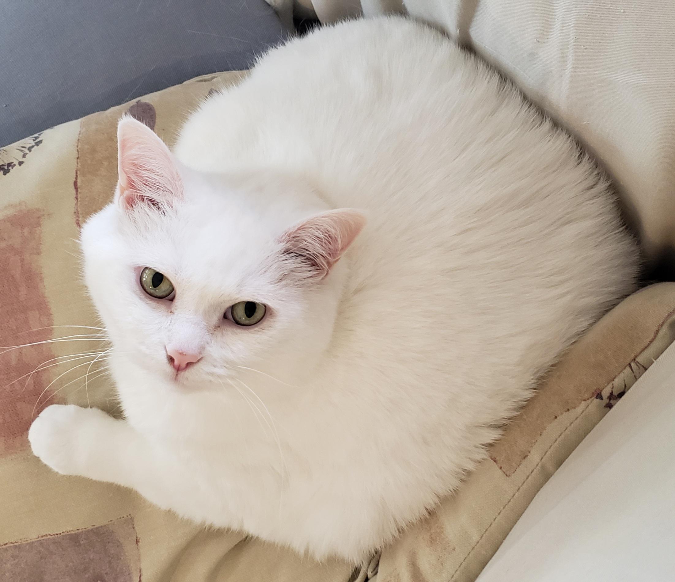 Polly Ptuesday Scrolller