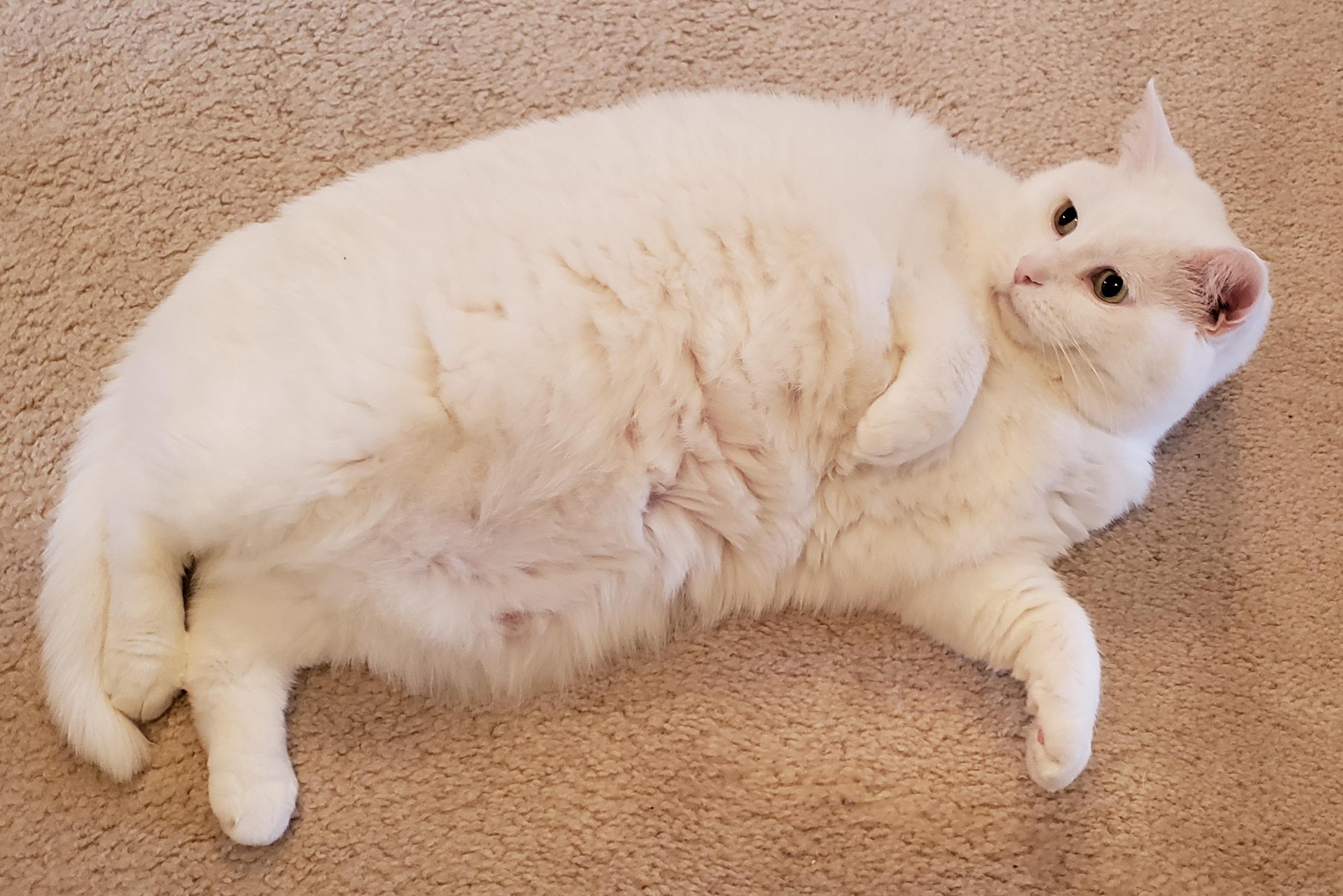 Polly Ptuesday Scrolller