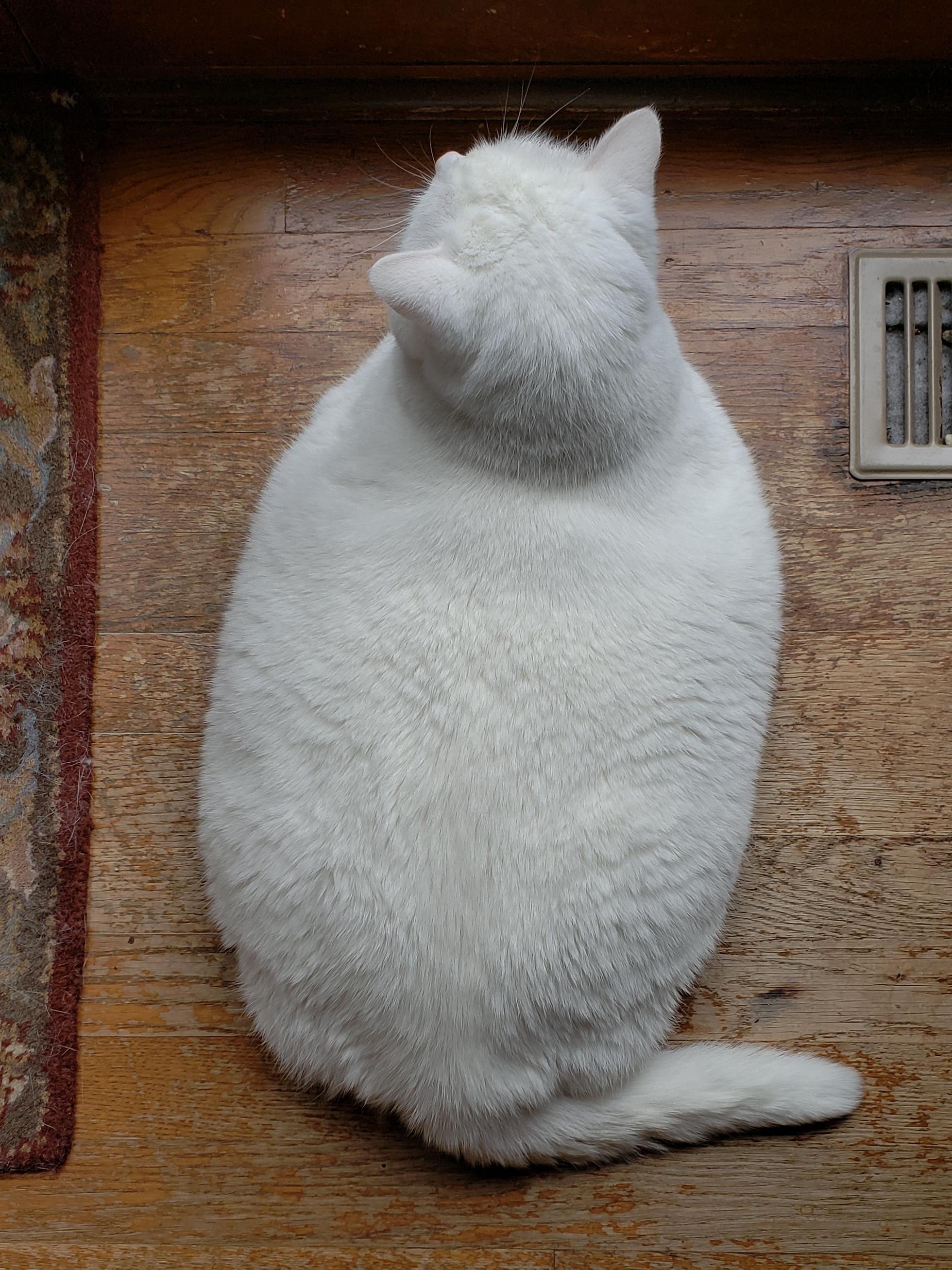 Polly Ptuesday Ploaf Edition Scrolller