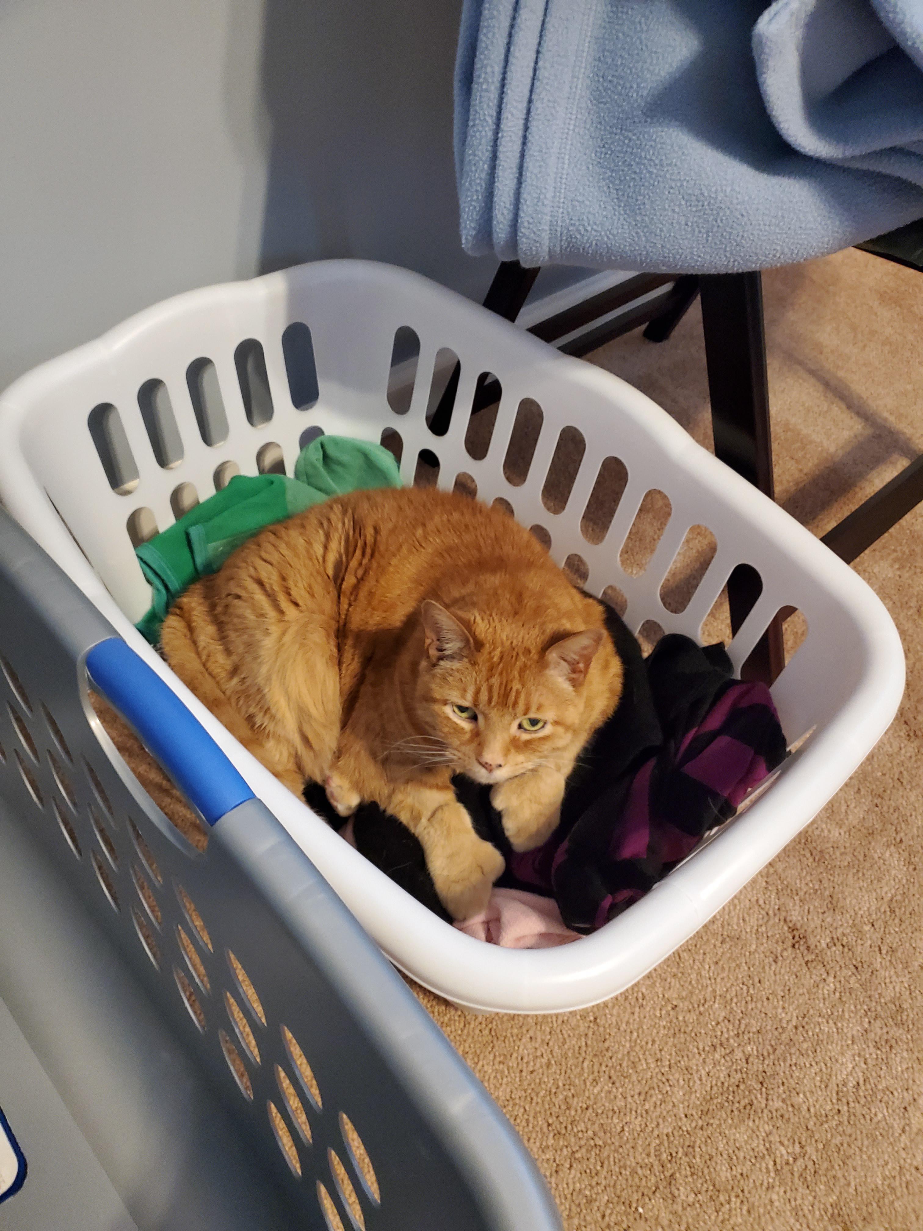 Polydactl cat in laundry basket | Scrolller