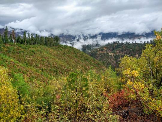 Ponderosa Pine Route, Boise County, Idaho (4000x3000) | Scrolller