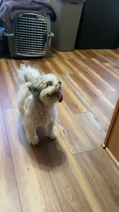Pony, our 17.5 year old blind pup. She always does tippytaps when it’s time to eat. | Scrolller