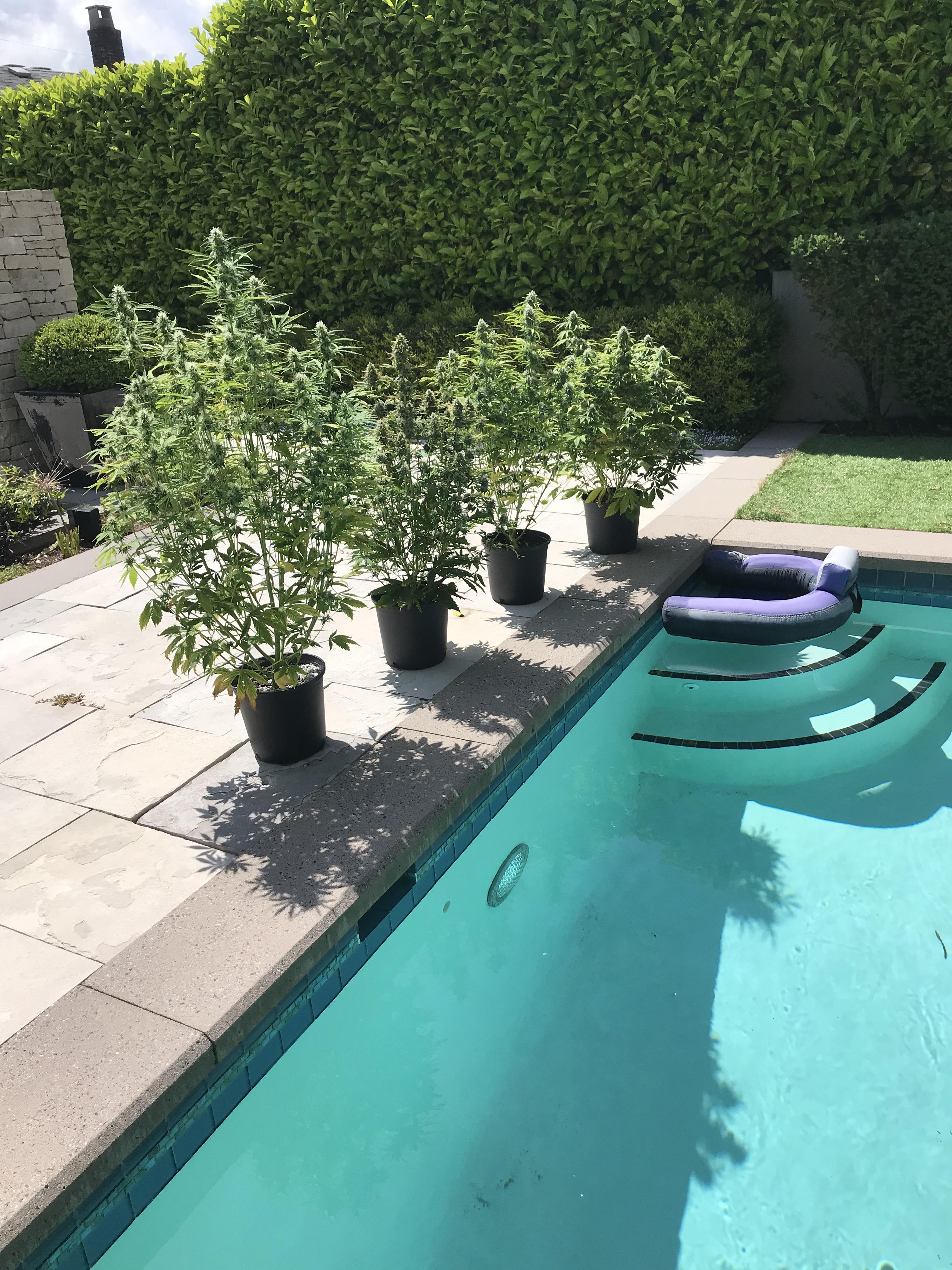 Poolside chillin’ | Scrolller