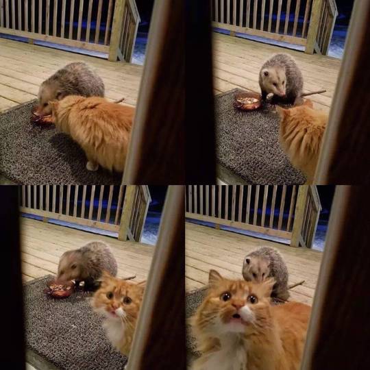 Poor cat | Scrolller