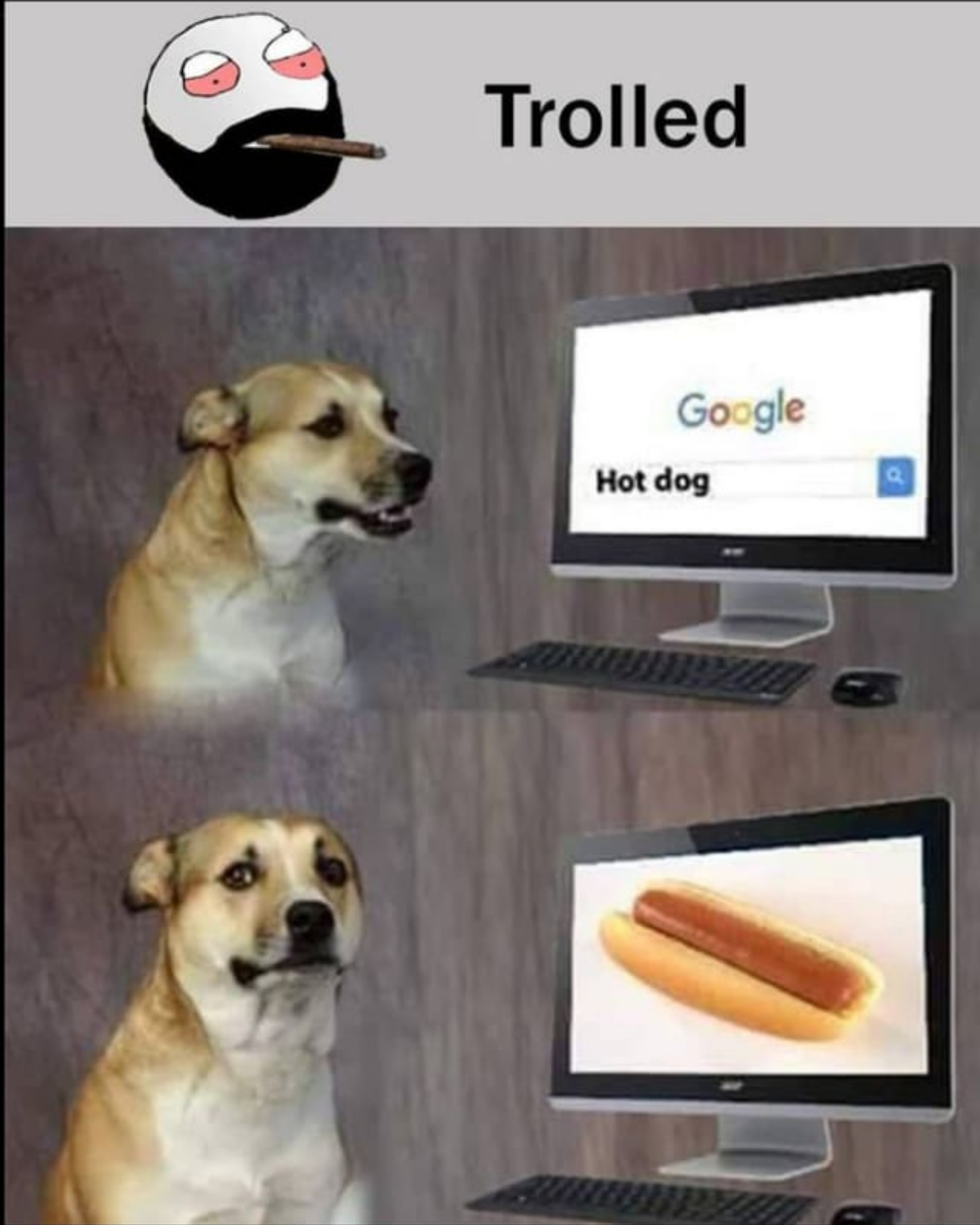 Poor dog 😂 | Scrolller