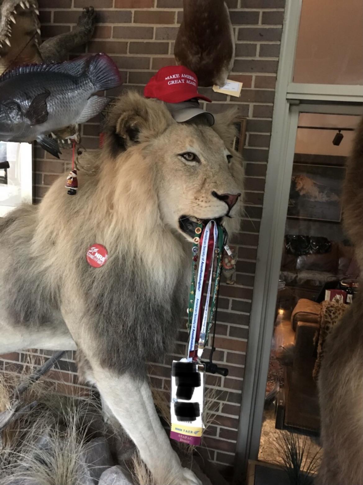 Poor lion | Scrolller