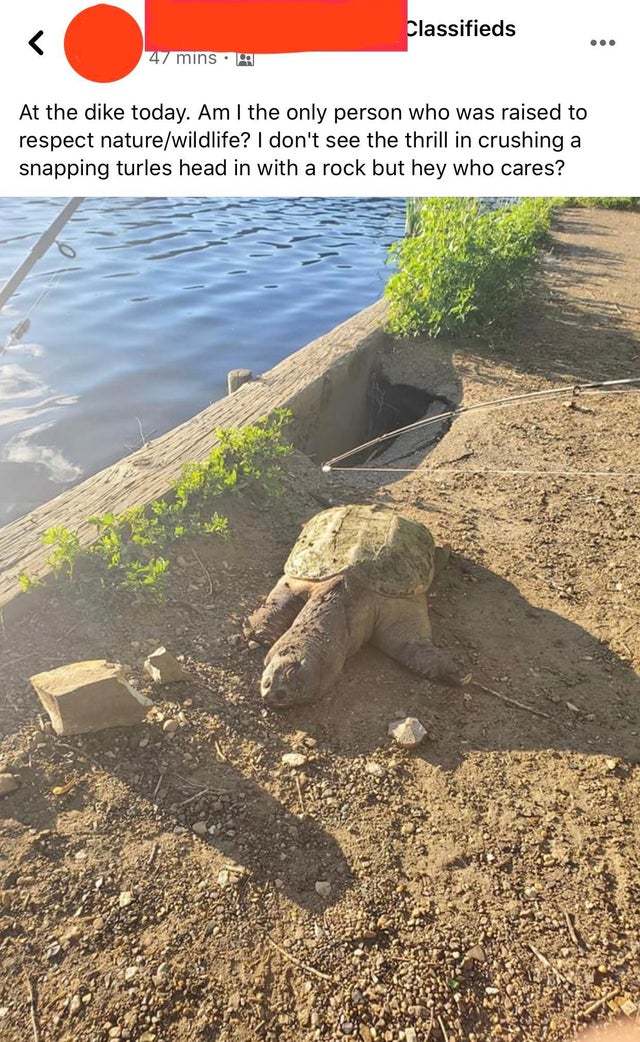 Poor turtle | Scrolller