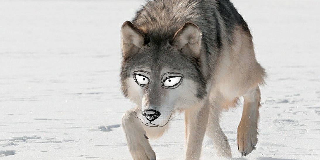 Poorly editing beastar characters on their irl counterparts day 1: legosi the gray wolf | Scrolller