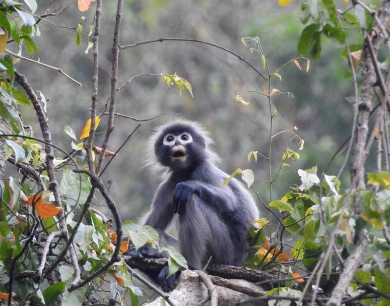 Popa Langur: new species of primate discovered in Myanmar | Scrolller