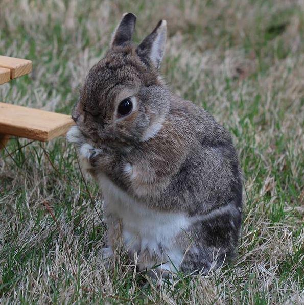 Popcorn looks like a squirrel with cottontail | Scrolller
