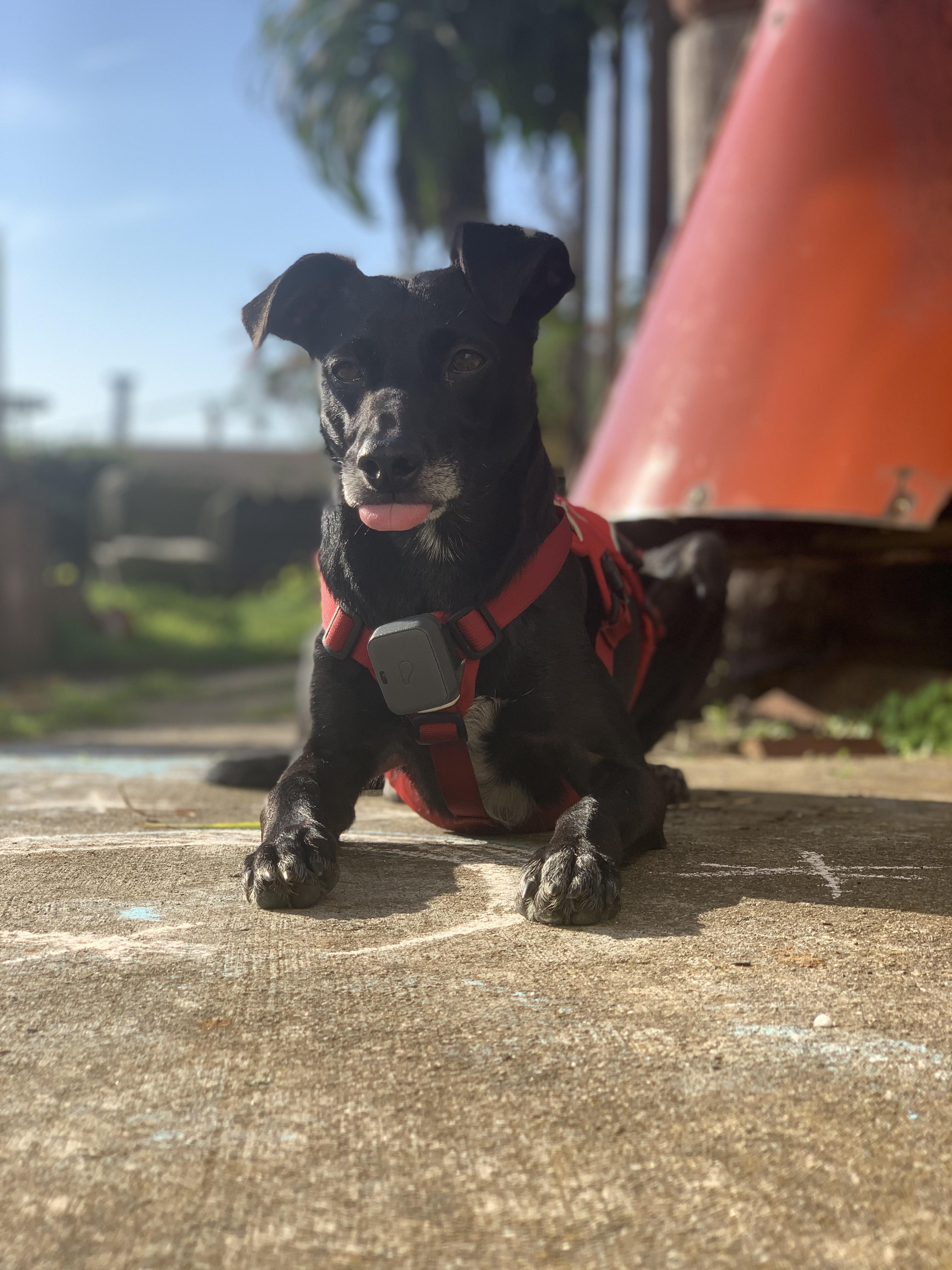 Portrait Bloop | Scrolller