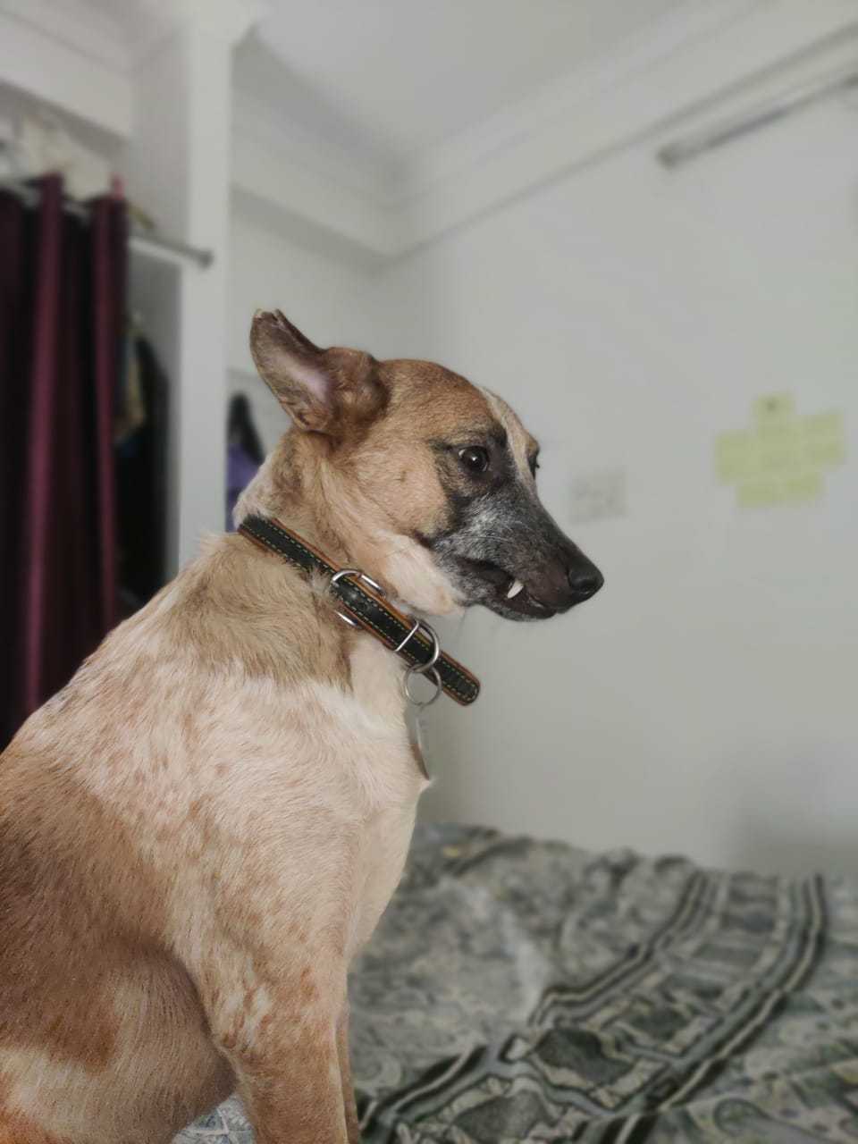 Portrait of a Tasmanian Devil Lost in Thought | Scrolller