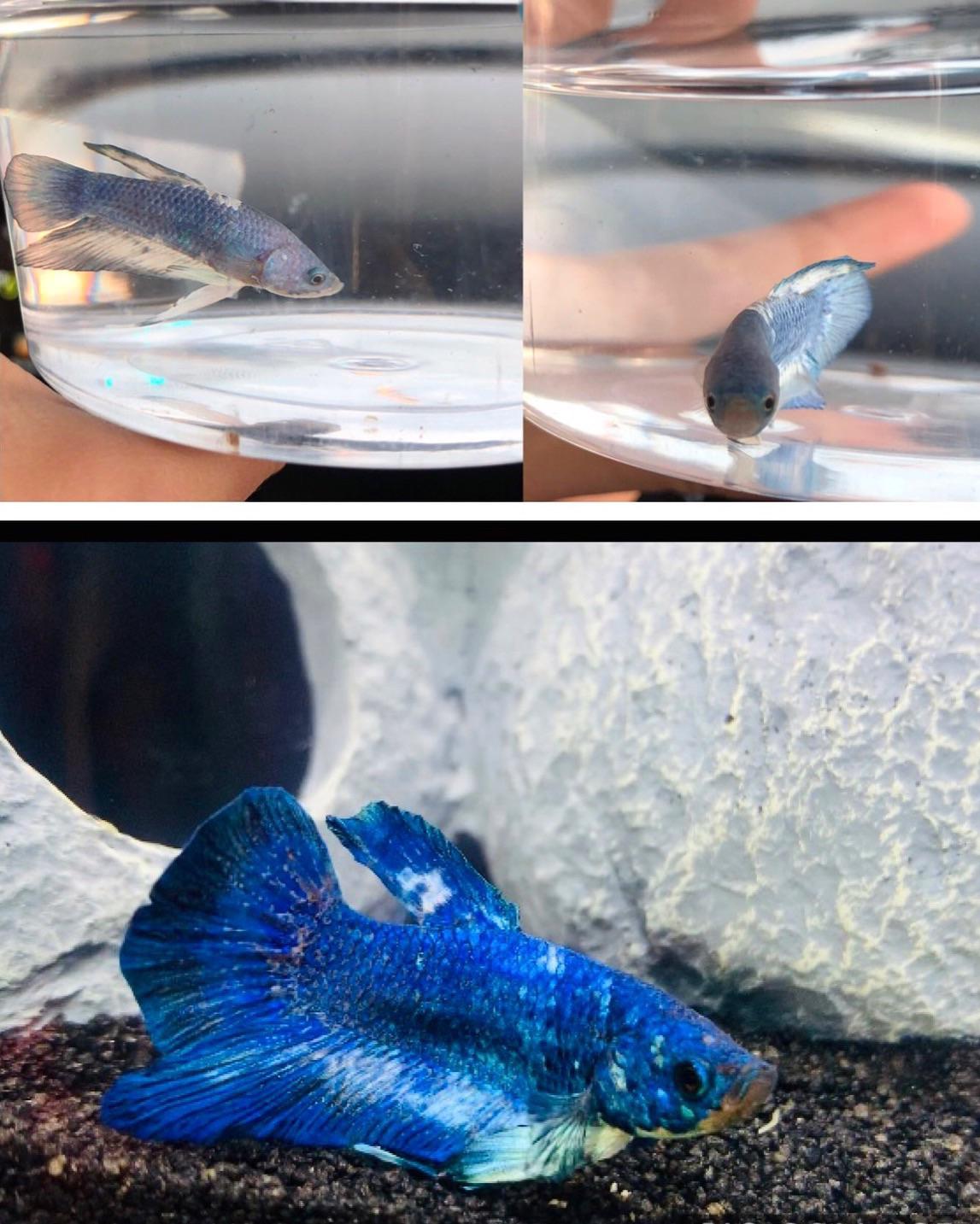 Poseidon’s one month glow up | Scrolller