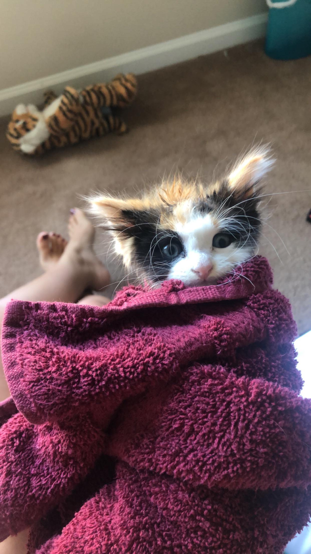 post-bath purrito | Scrolller