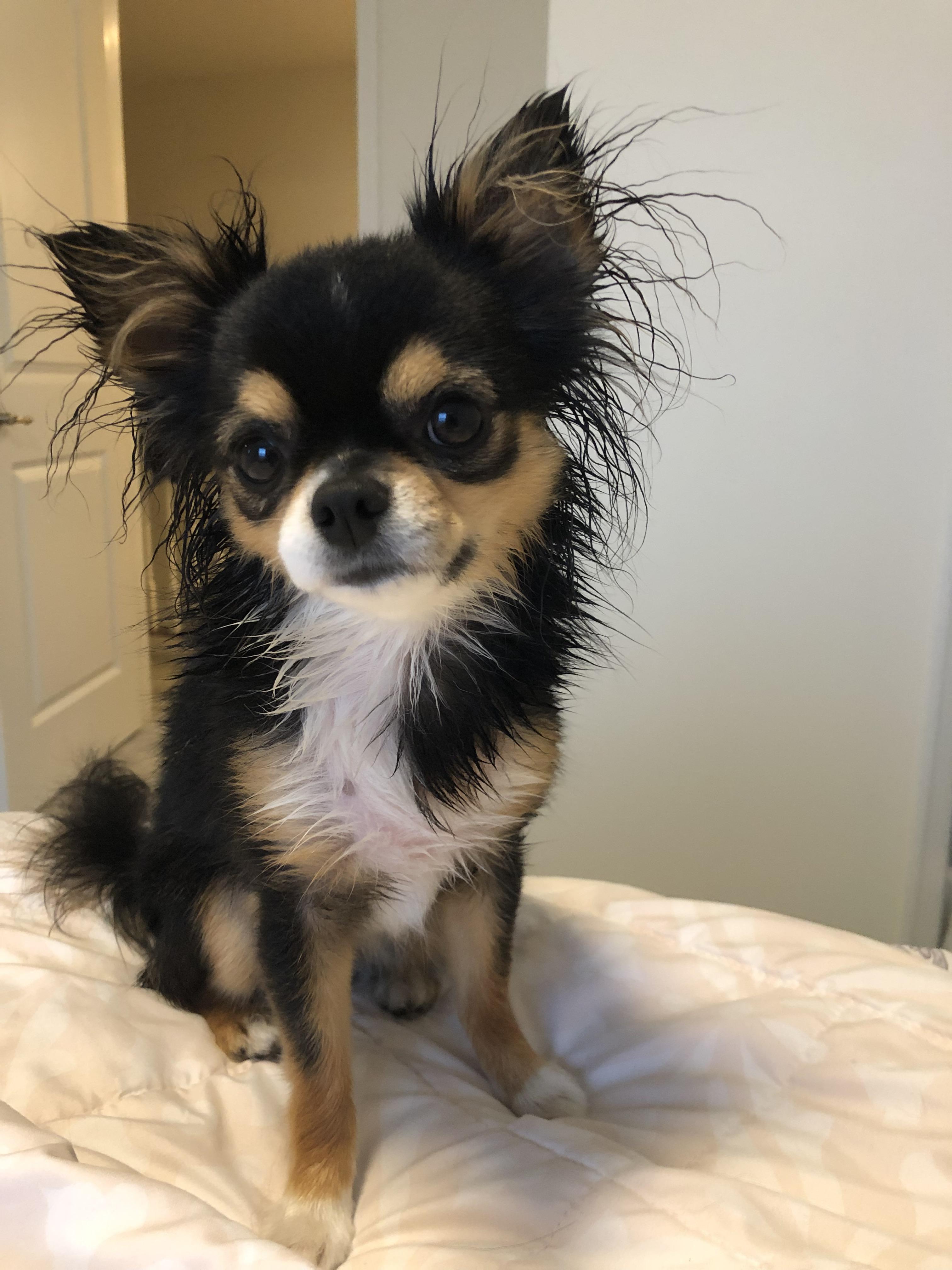 Post bath...still a little wet 😅 | Scrolller